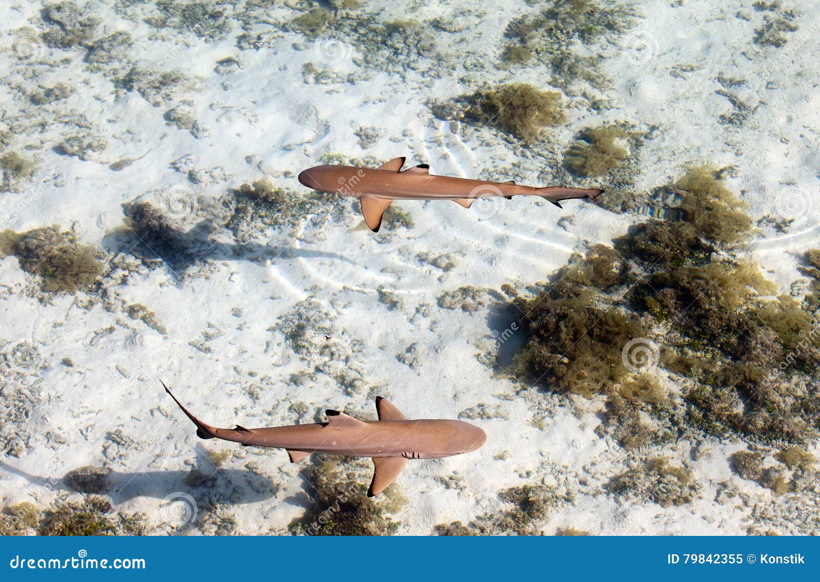 Reef Shark , the Top View through Crystal Clear Water Stock Image ...