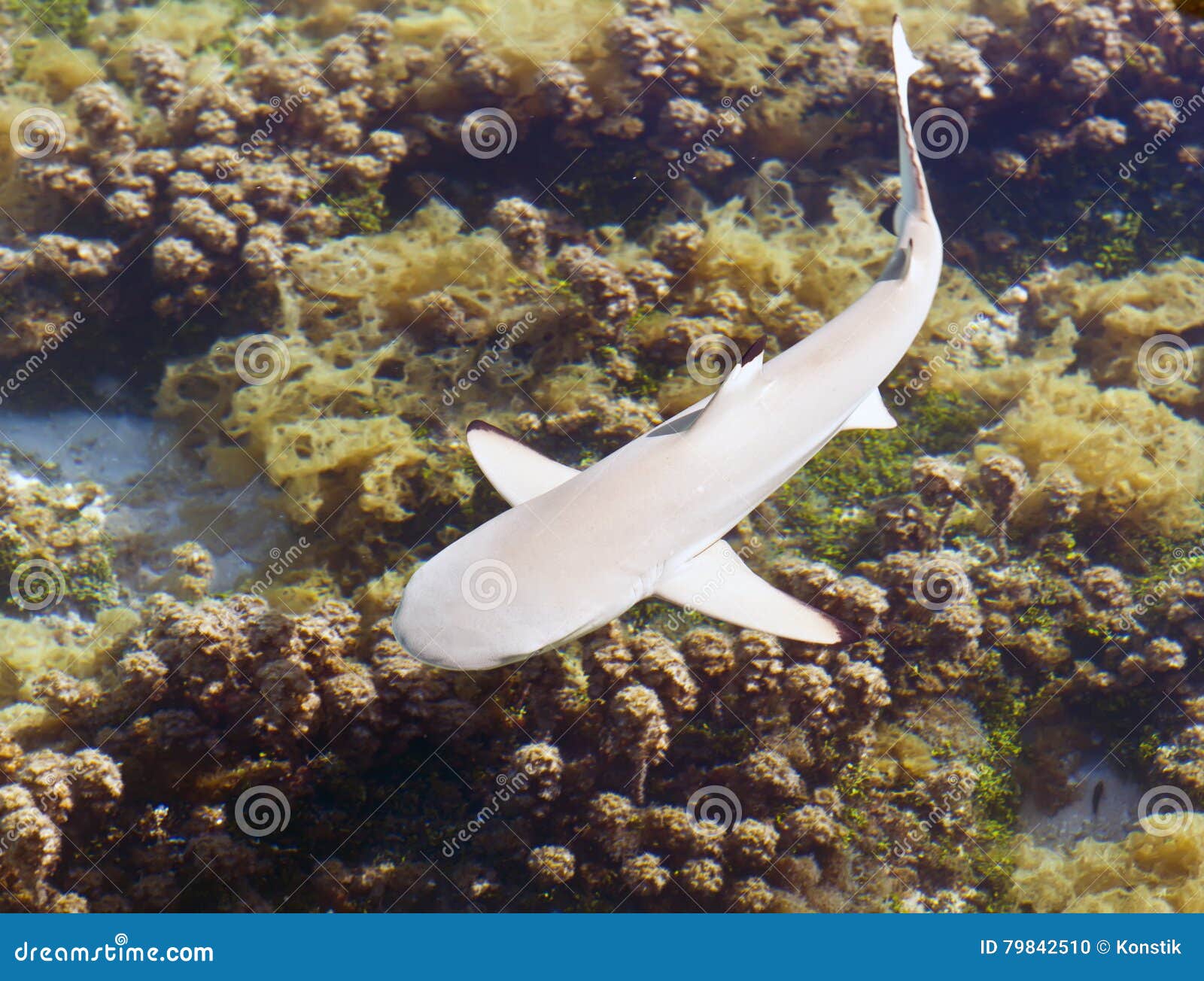 Reef Shark , the Top View through Crystal Clear Water Stock Photo ...