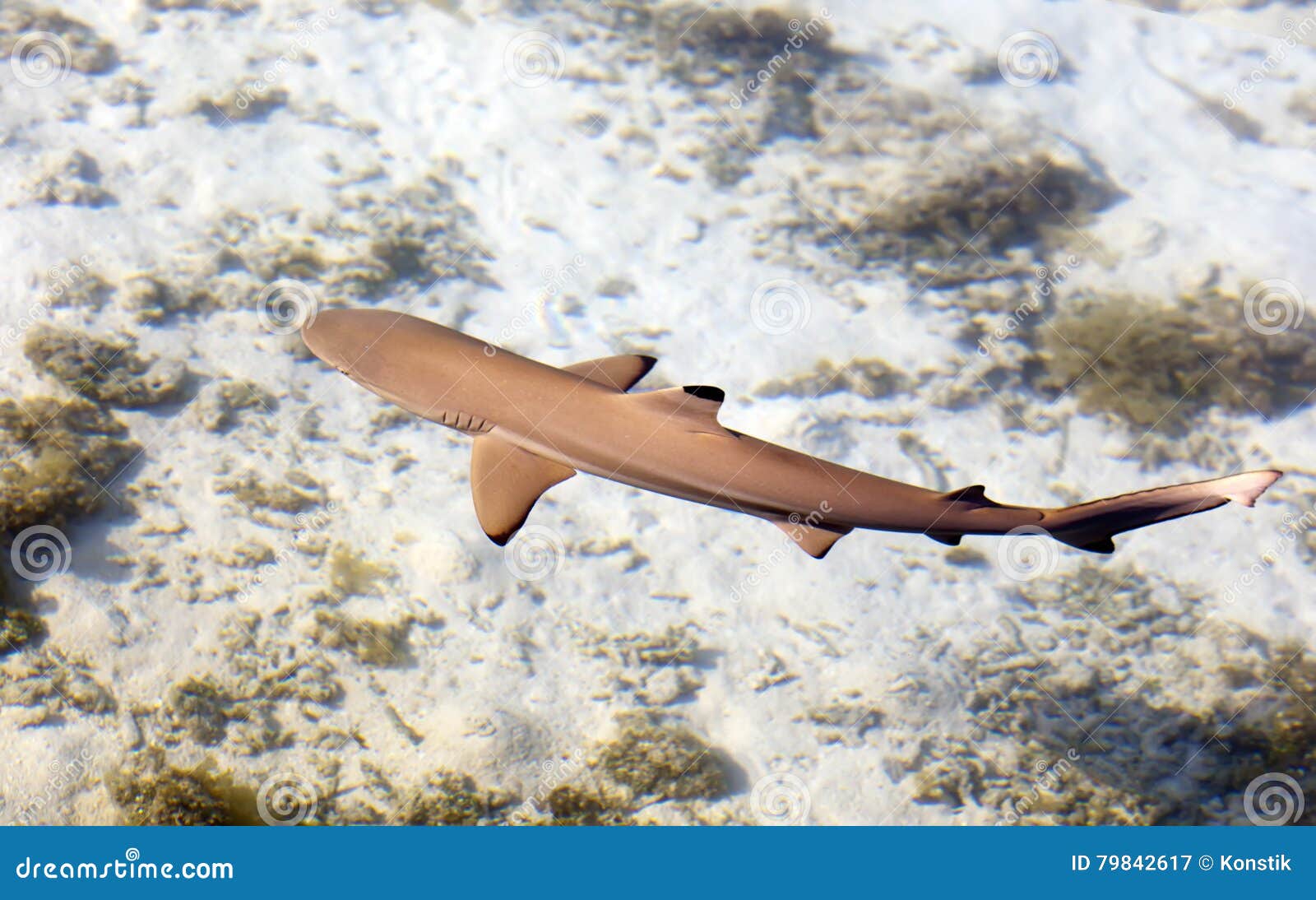 Reef Shark , the Top View through Crystal Clear Water Stock Image ...