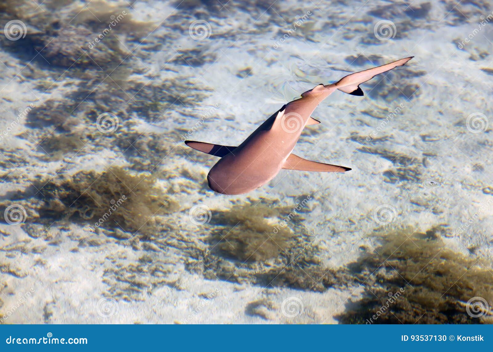 Reef Shark , the Top View through Crystal Clear Water Stock Photo ...