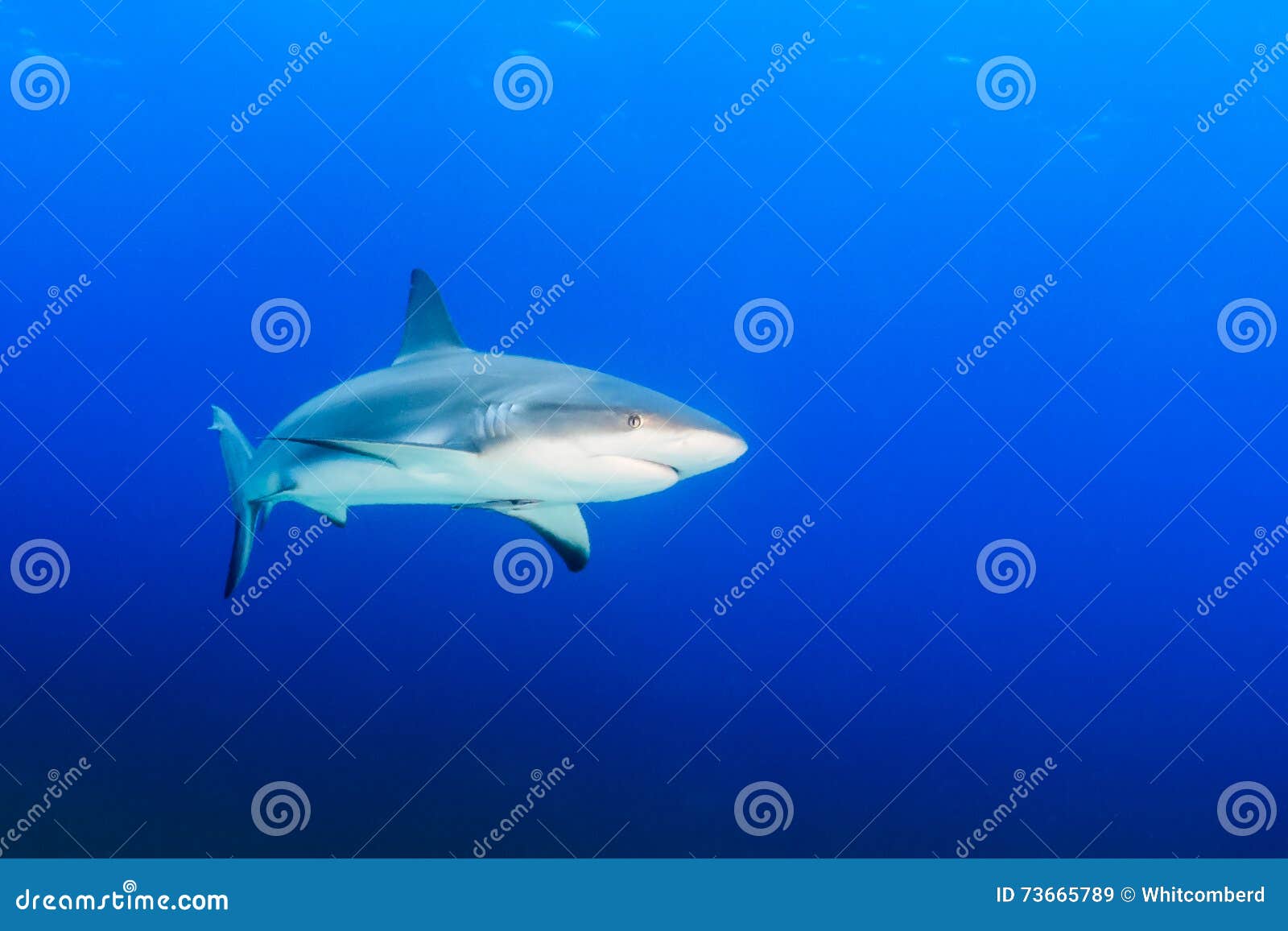 Reef Sharks in blue water stock image. Image of asia - 73665789