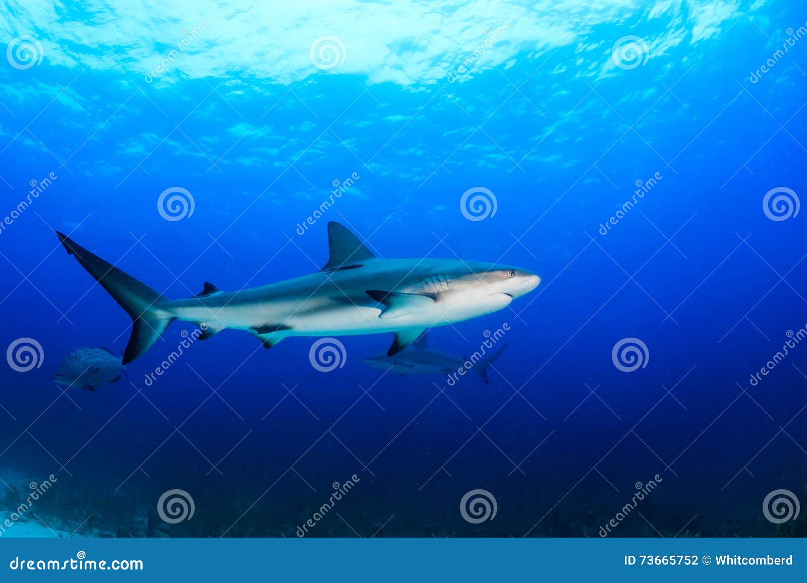 Reef Sharks in the Ocean stock photo. Image of life, carcharhinus ...