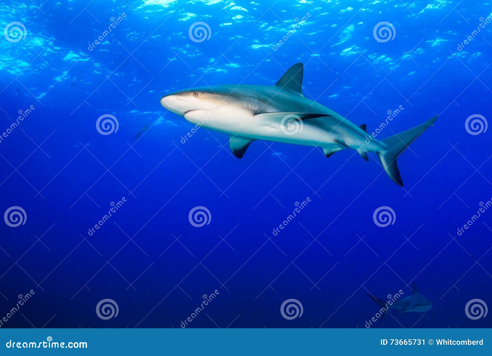 Reef sharks in open ocean stock image. Image of australia - 73665731