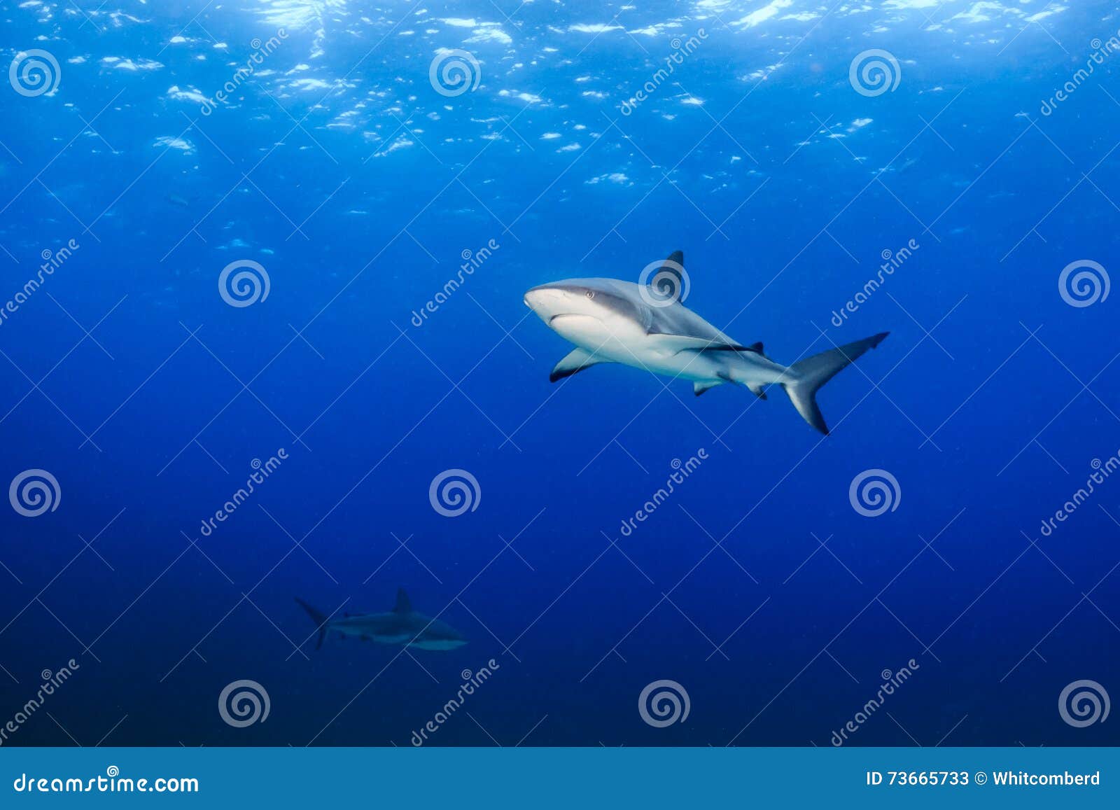 Reef sharks in open ocean stock image. Image of predator - 73665733
