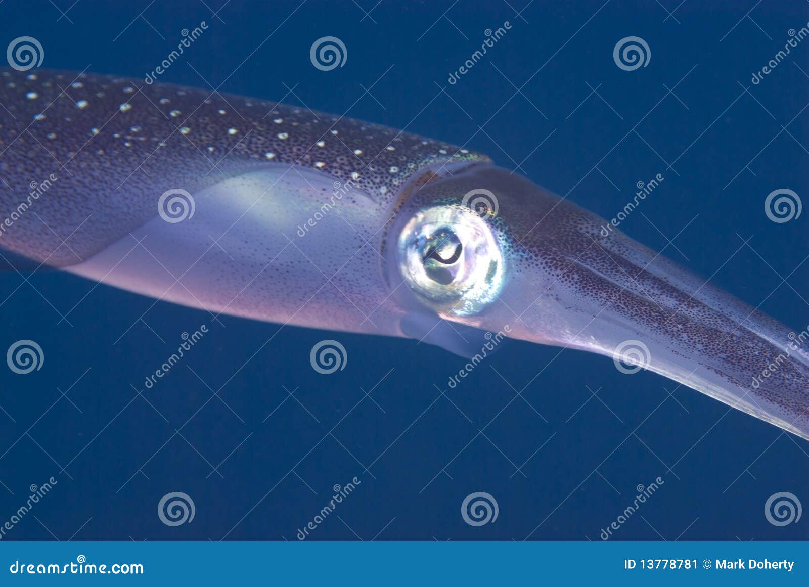 Reef Squid stock image. Image of common, colourful, fish - 13778781