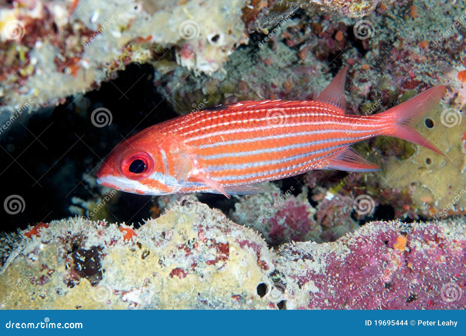 Reef Squirrelfish stock photo. Image of school, blue - 19695444