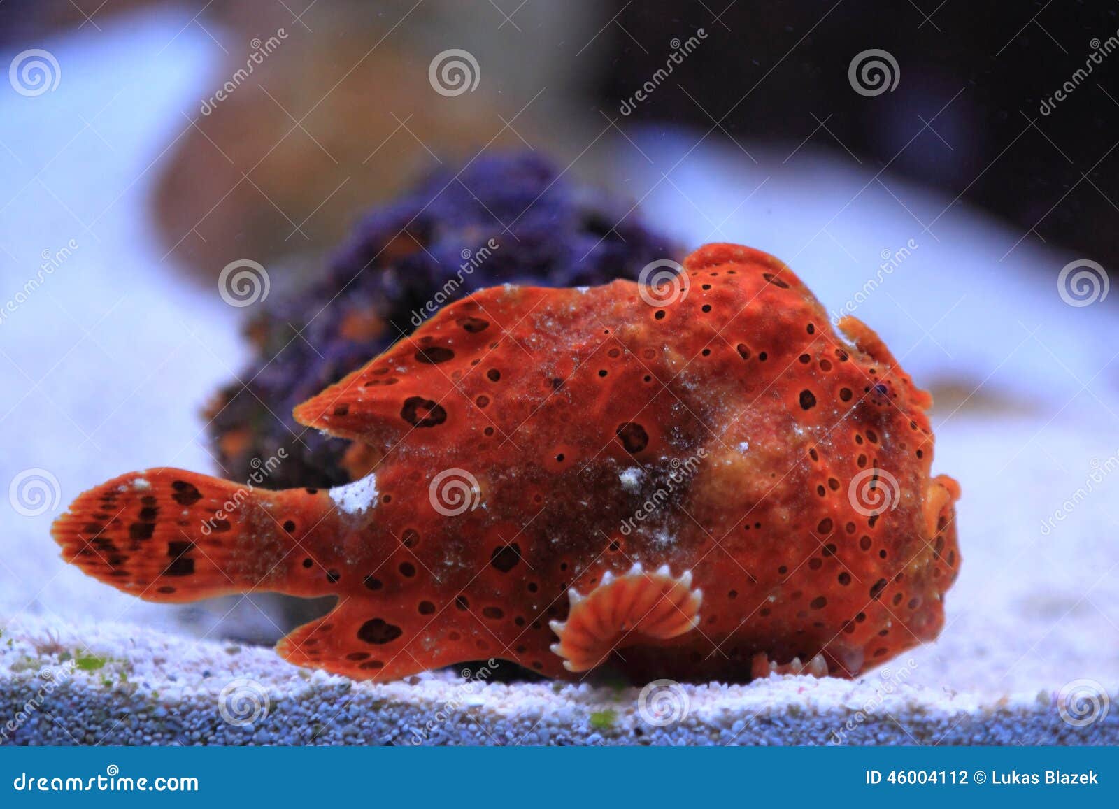 Reef stonefish stock photo. Image of nature, stonefish - 46004112
