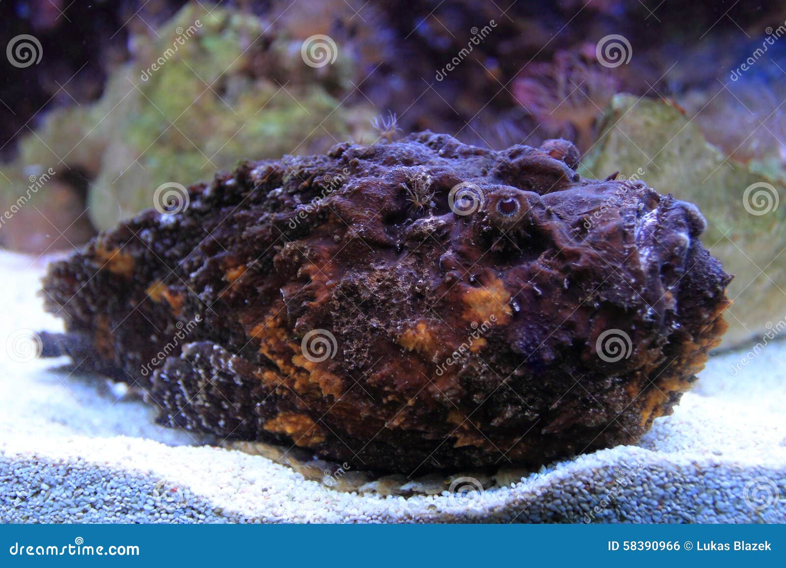 Reef stonefish stock photo. Image of nature, verrucosa - 58390966