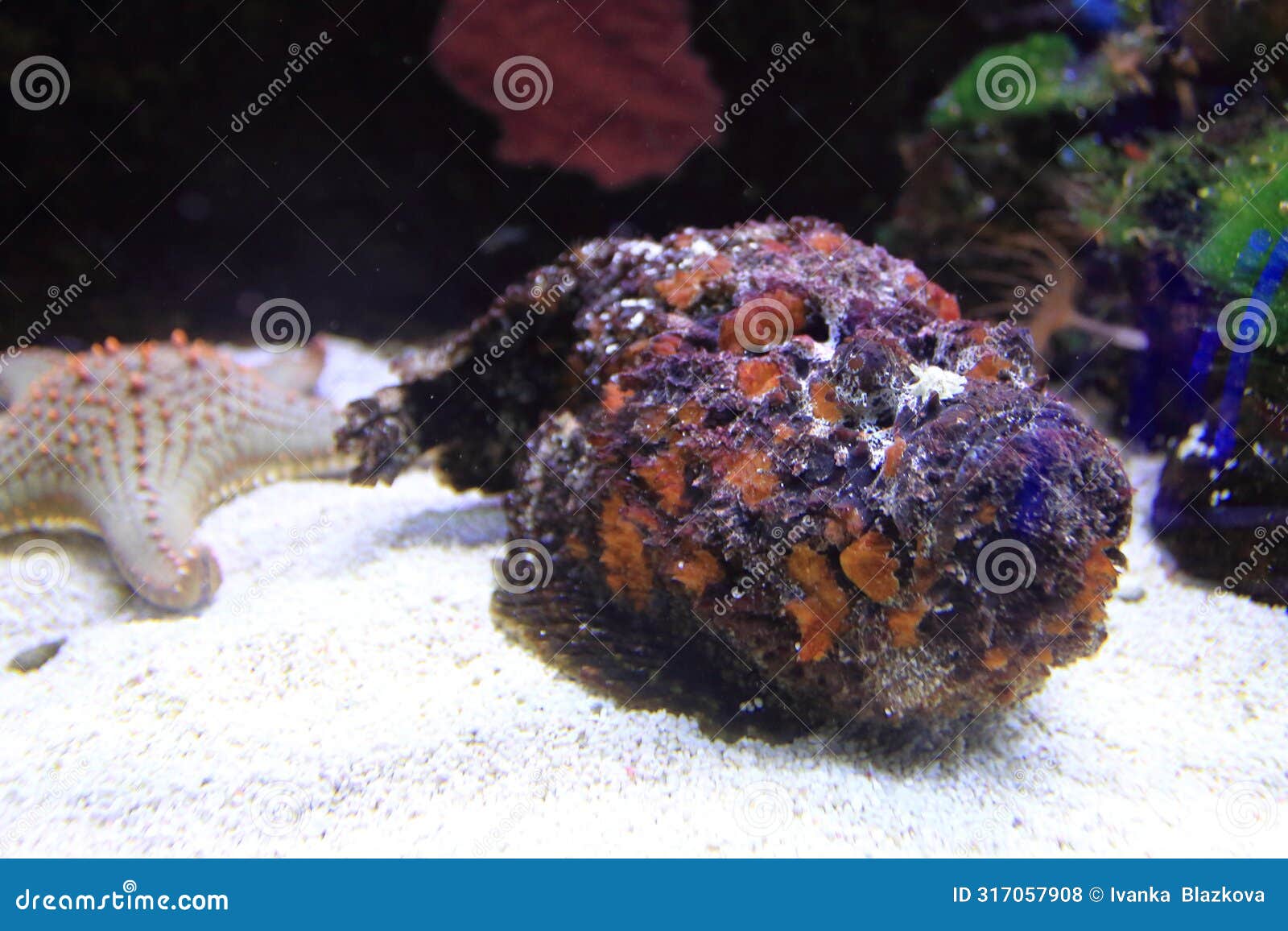 Reef stonefish stock photo. Image of nature, animal - 317057908