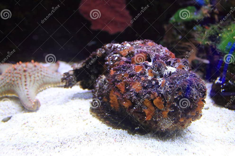 Reef stonefish stock photo. Image of nature, animal - 317057908