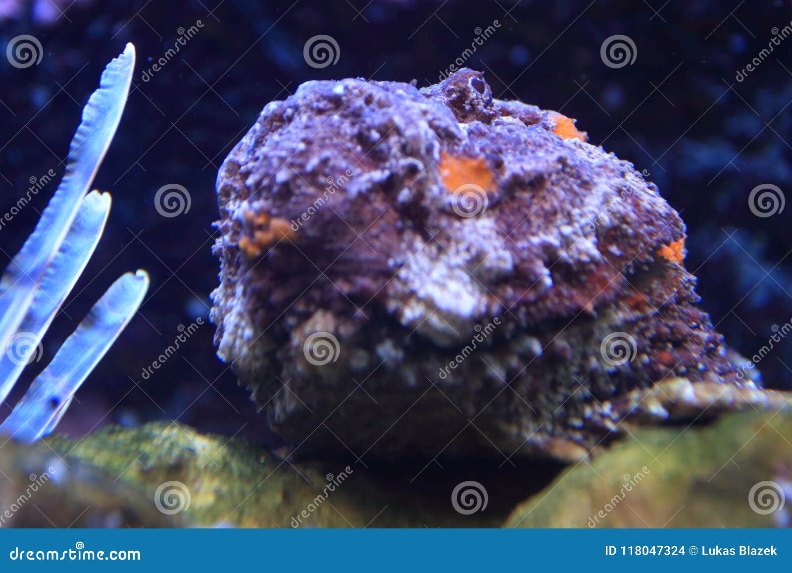 Reef stonefish stock photo. Image of ocean, life, rock - 118047324