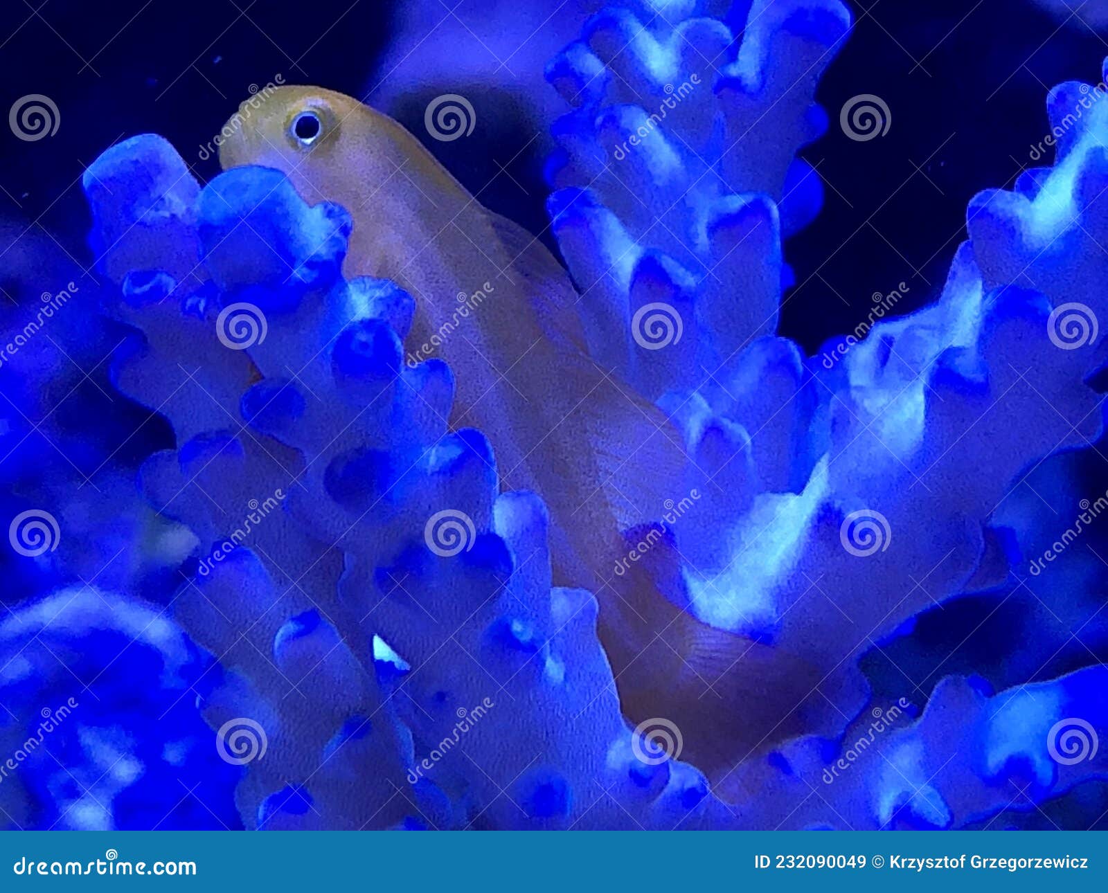 Acropora and fish stock image. Image of tank, fish, acropora - 232090049