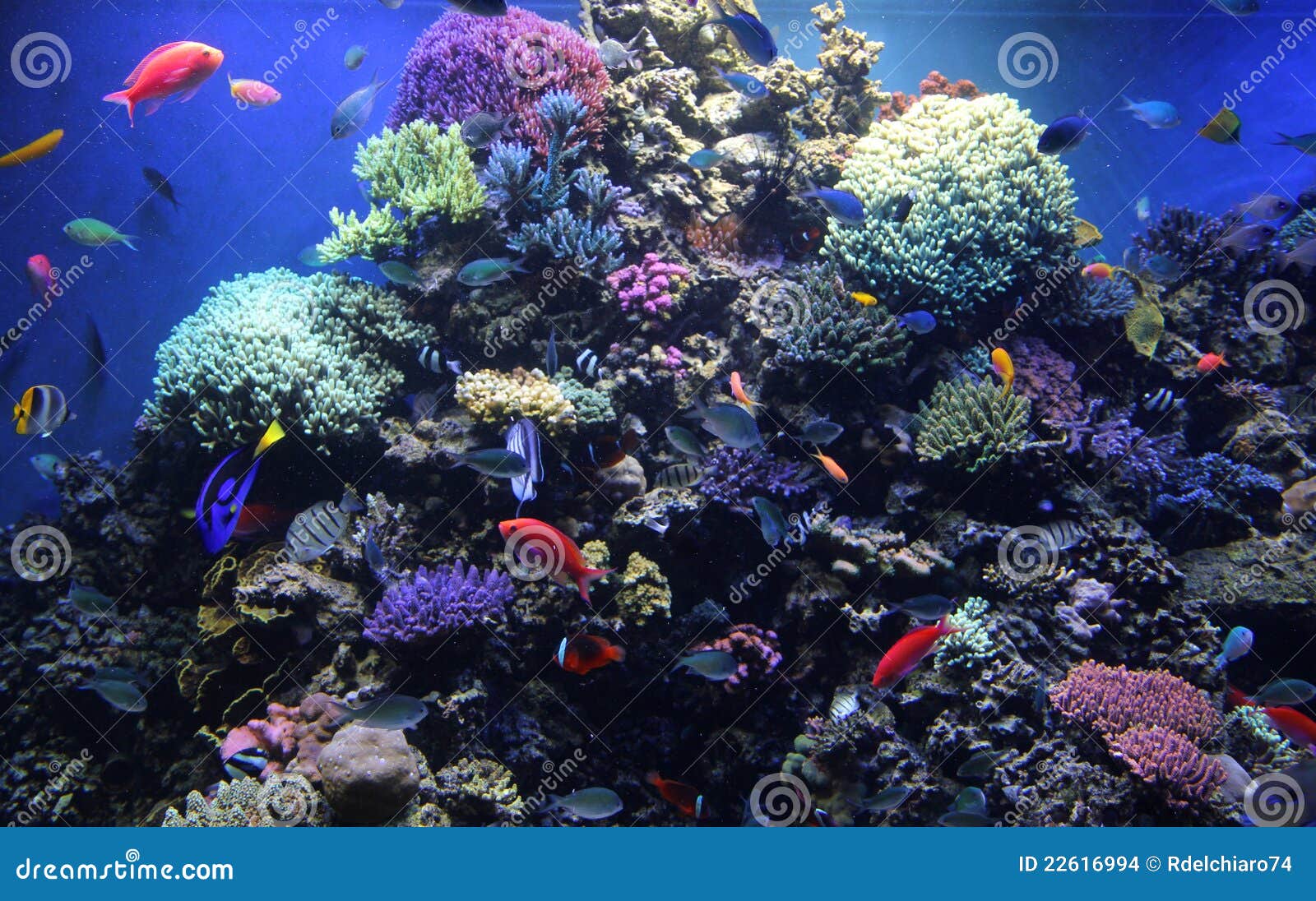 Coral Reef Cam Monterey Bay Aquarium at Brodie Puddy blog