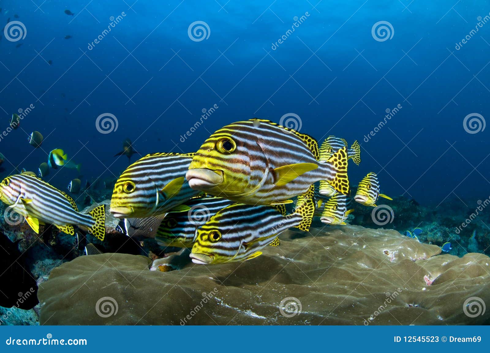 2,011 Indian Sponge Stock Photos - Free & Royalty-Free Stock Photos ...