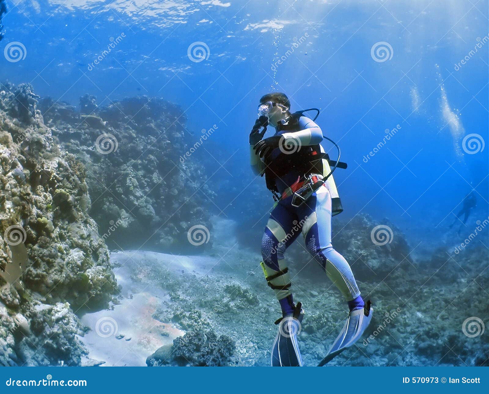 ReefDiver stock image. Image of bull, whaler, grey, water - 570973