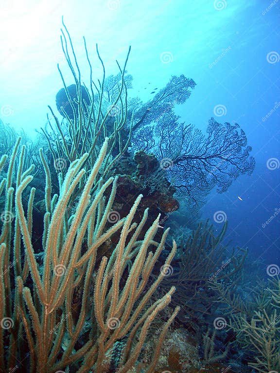 Reefscape stock photo. Image of water, carribean, atlantic - 14551114