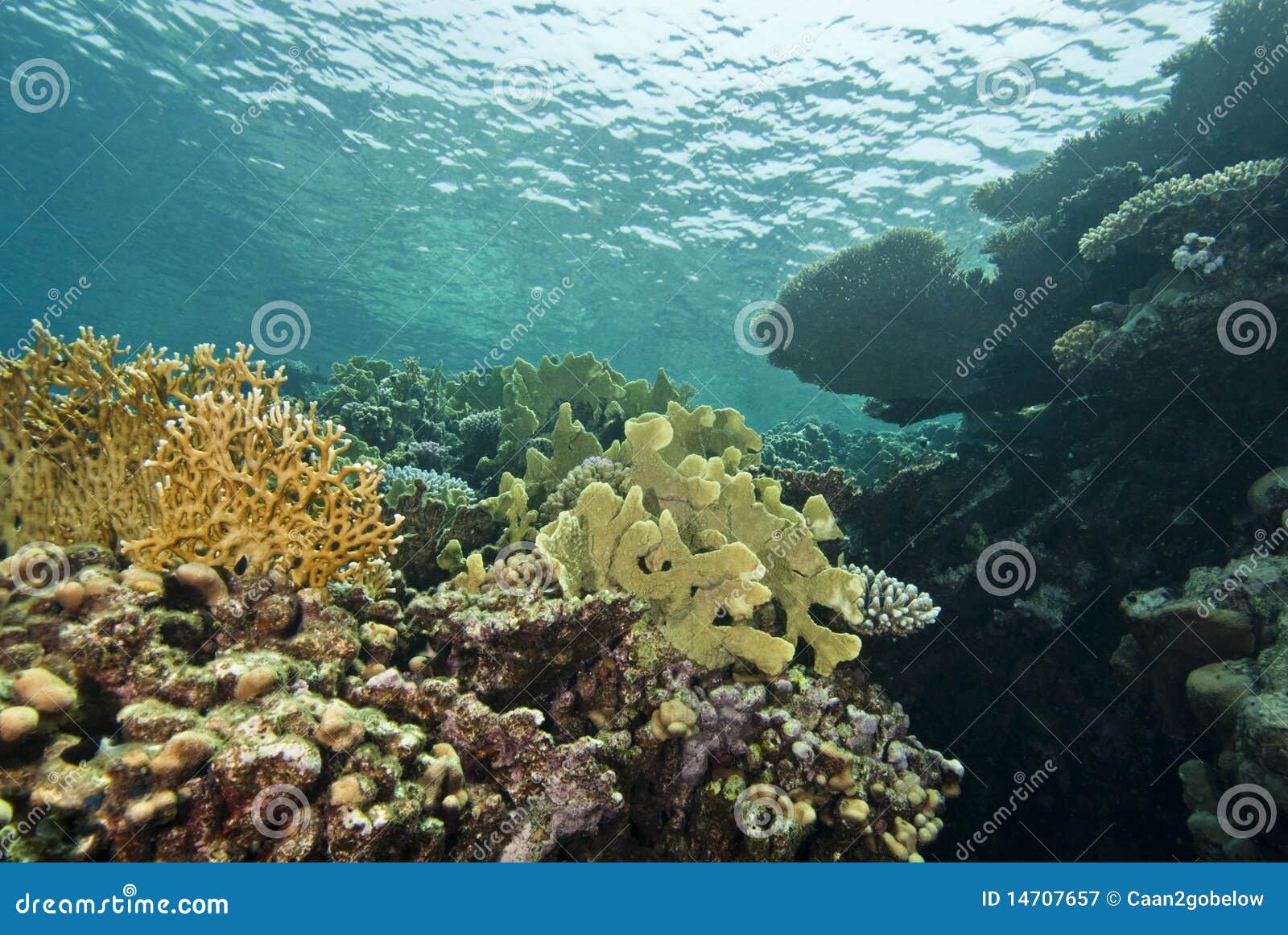 Reefscape in the Shallows, Underwater. Stock Image - Image of wide ...