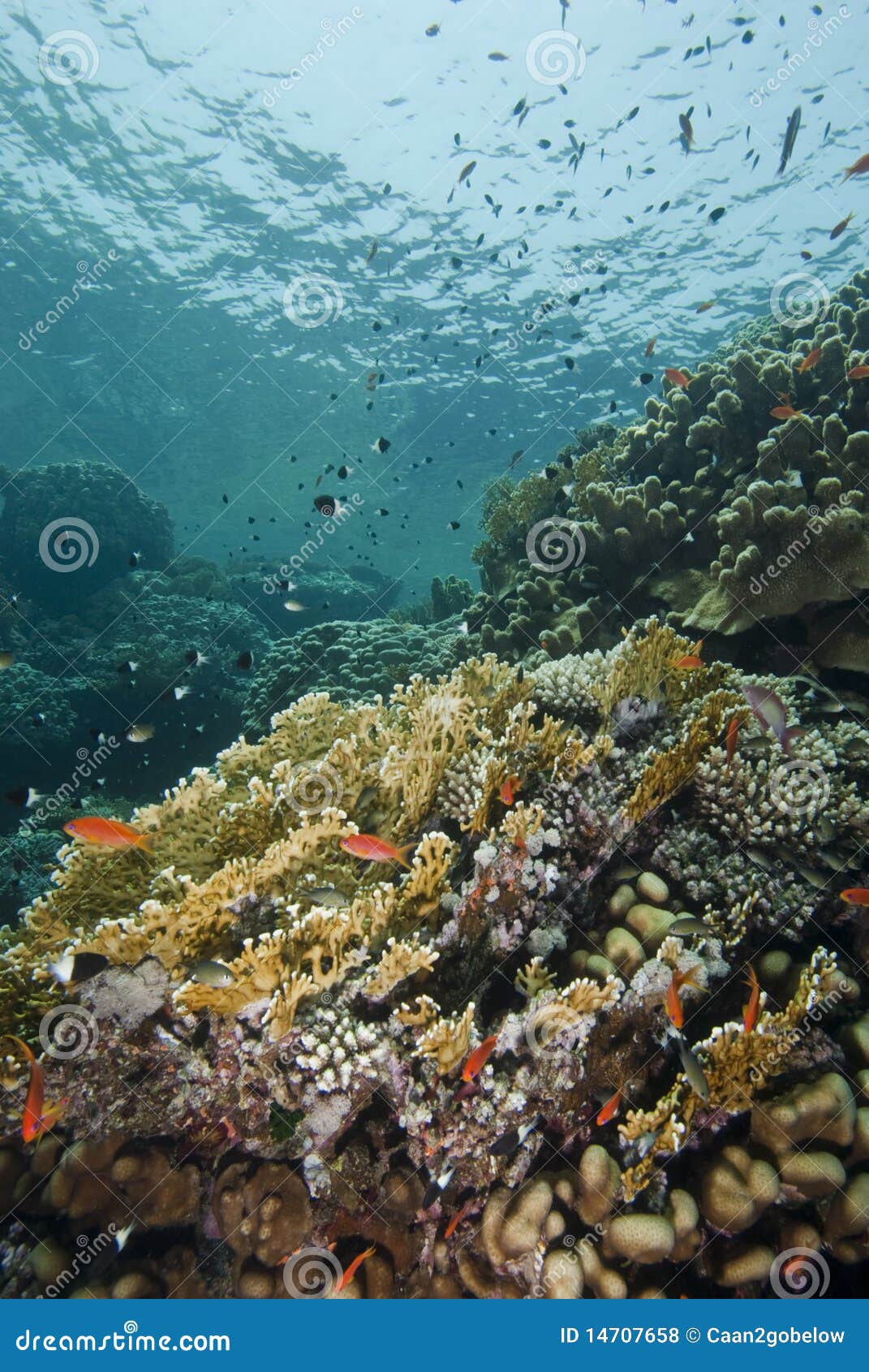 Reefscape in the Shallows, Underwater. Stock Photo - Image of marine ...