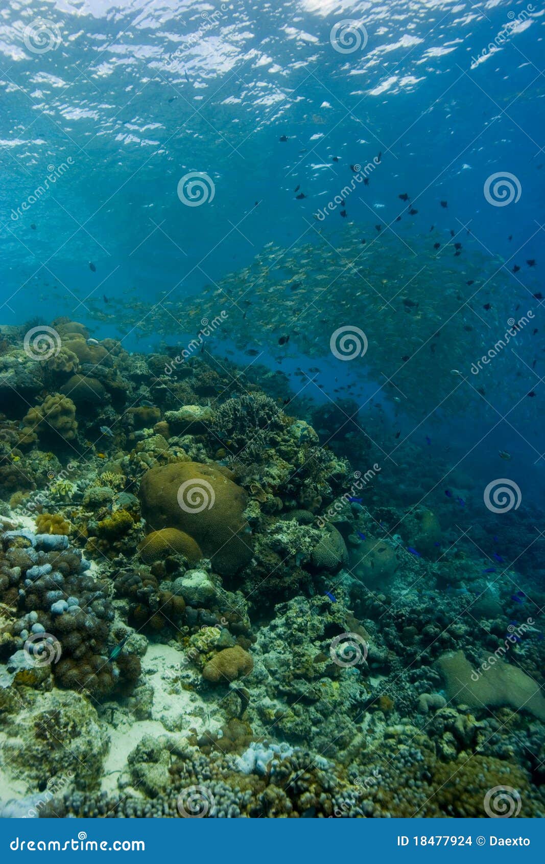 Reefscape with Snapper Shoal Stock Photo - Image of snapper, shoaling ...