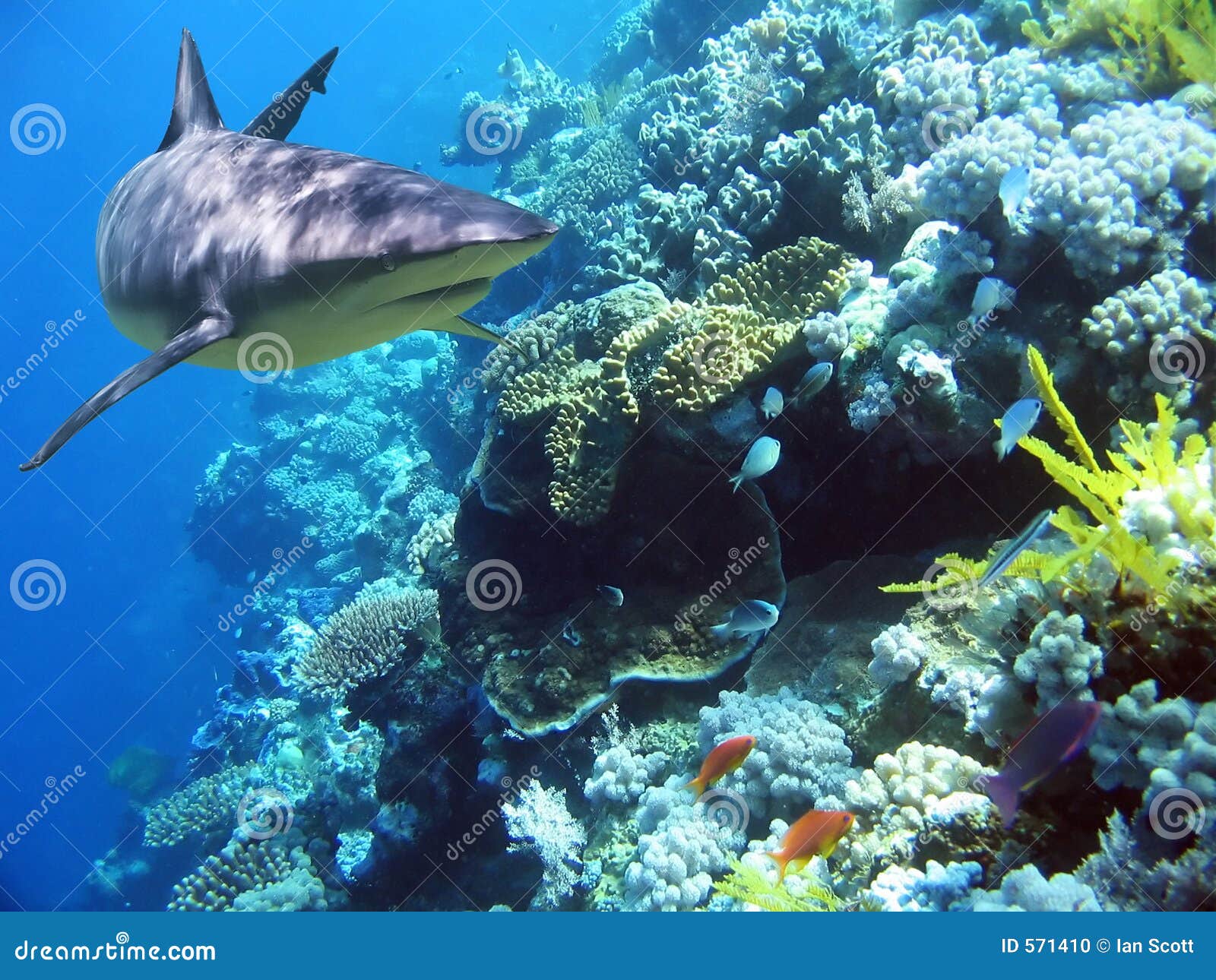 ReefShark stock photo. Image of australia, ocean, sponge - 571410