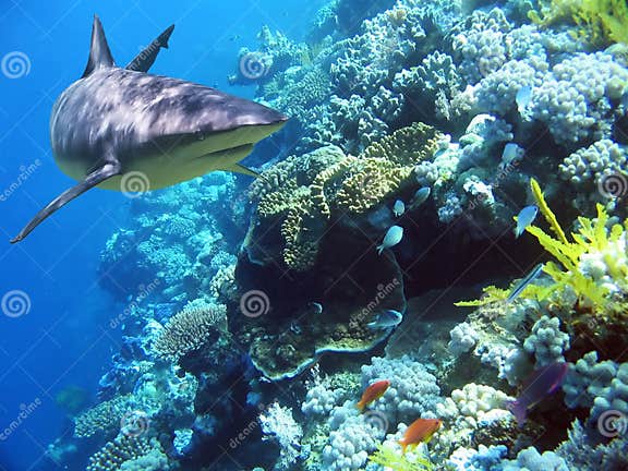 ReefShark stock photo. Image of australia, ocean, sponge - 571410