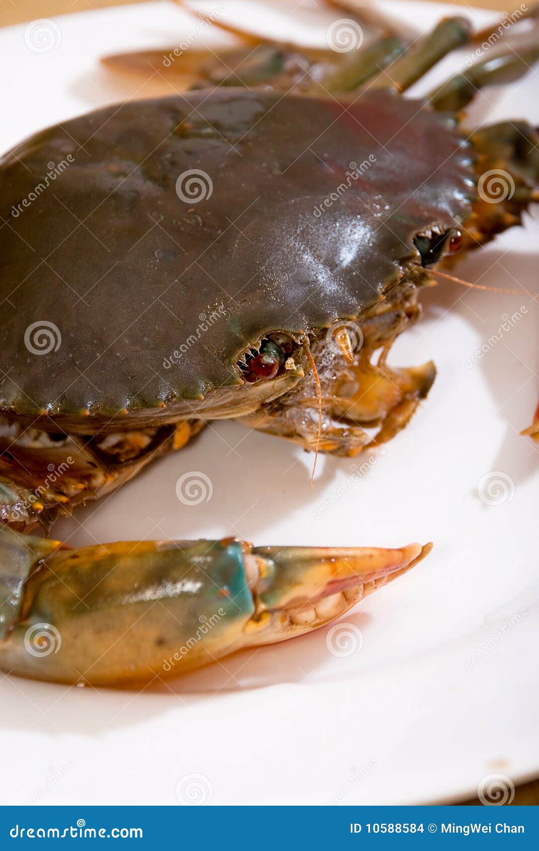 Reeks 02 van de krab stock foto. Image of dier, benen - 10588584