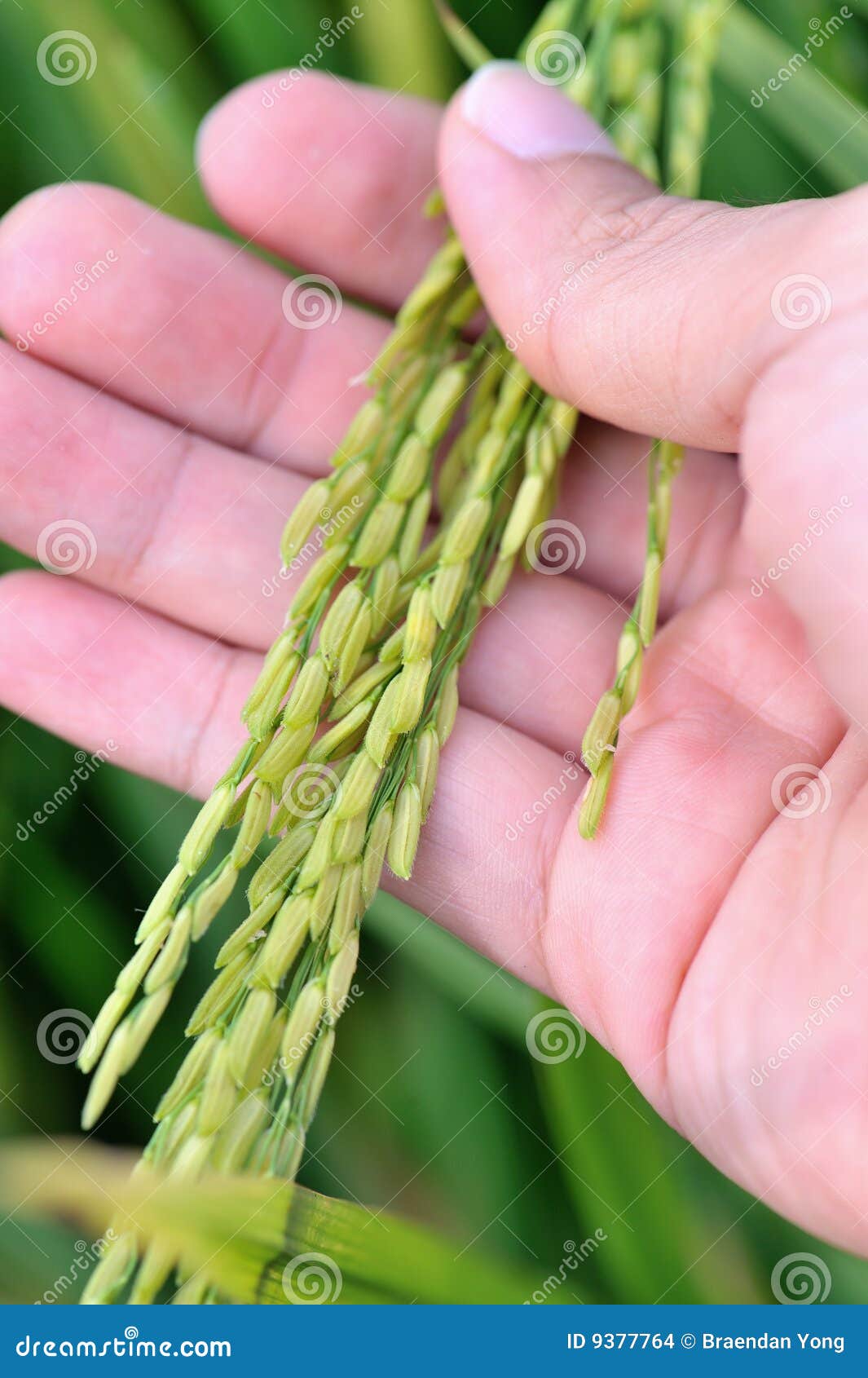 Reeks 1 Van Het Gebied Van De Padie Stock Foto - Image of cultuur ...