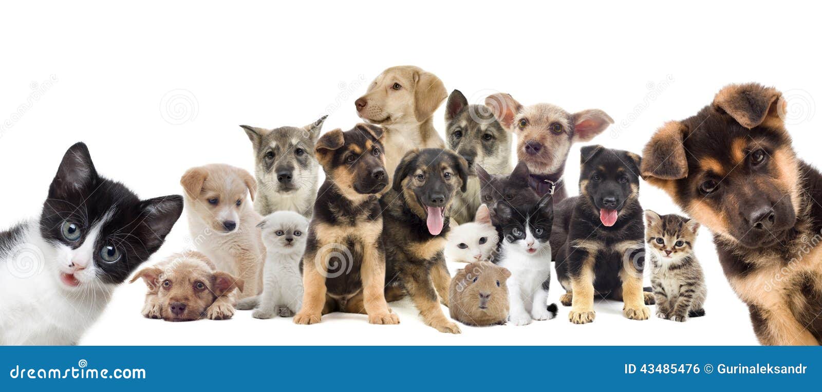 Reeks huisdieren stock foto. Image of reeks, leuk, katje - 43485476