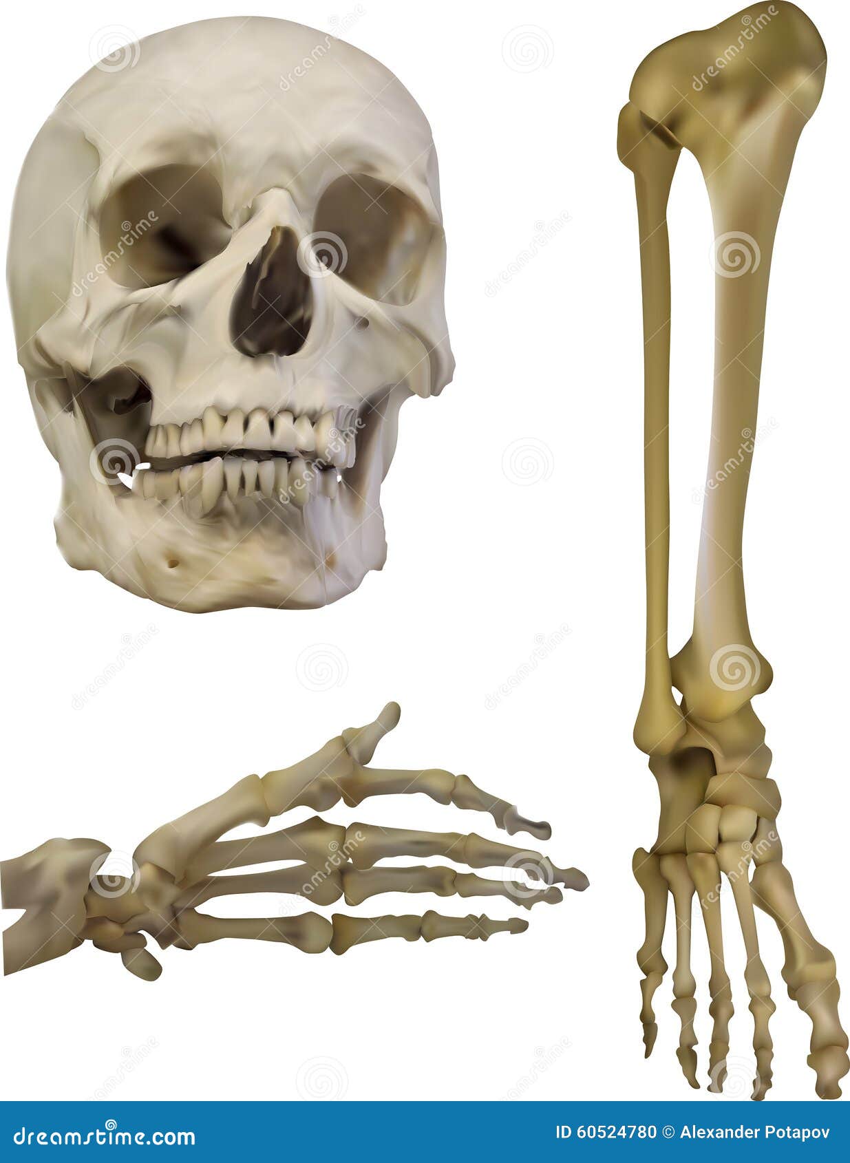 Reeks Menselijke Beenderen Op Wit Vector Illustratie - Illustration of ...