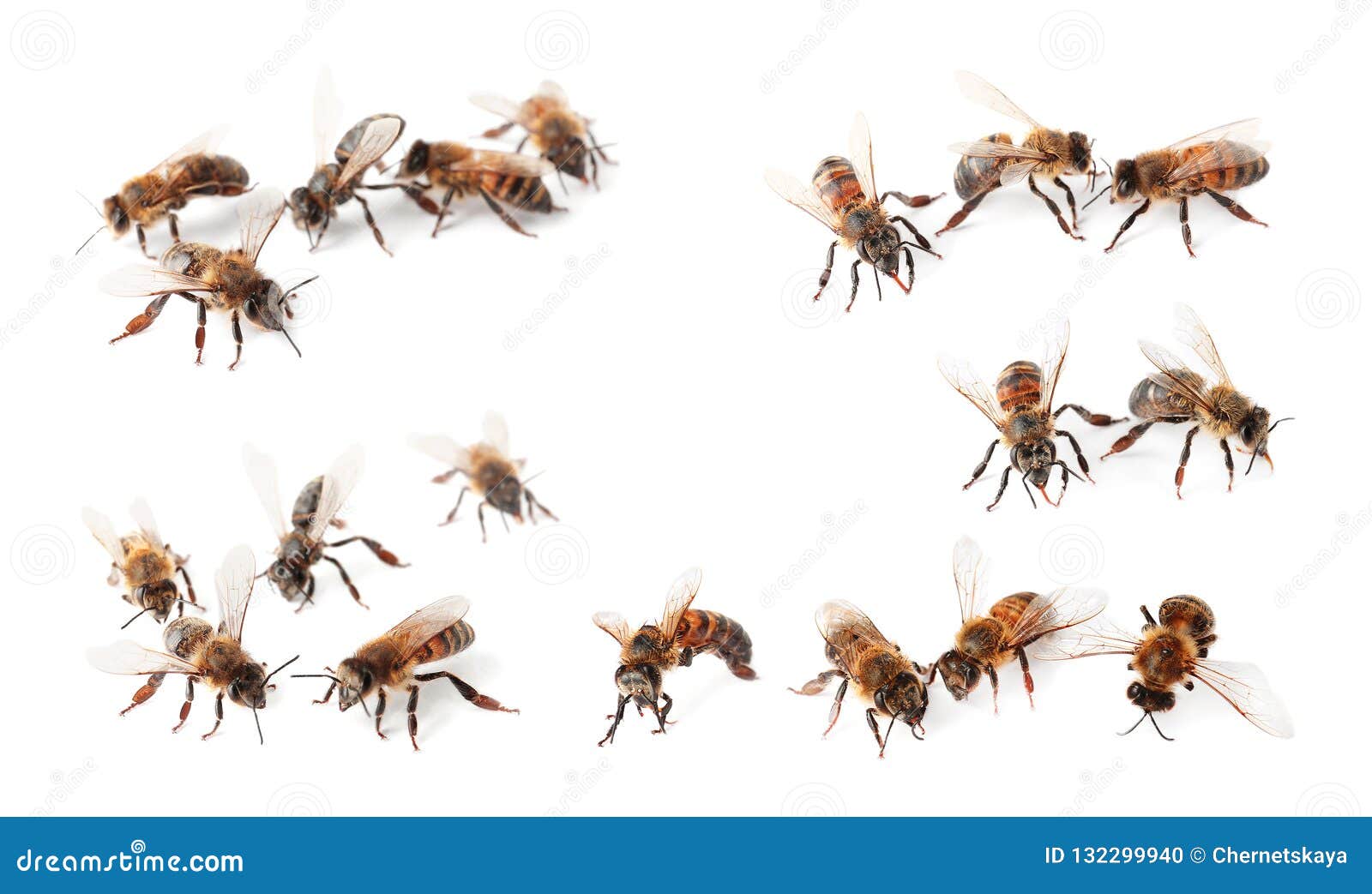 Reeks met honingbijen stock foto. Image of biologie - 132299940