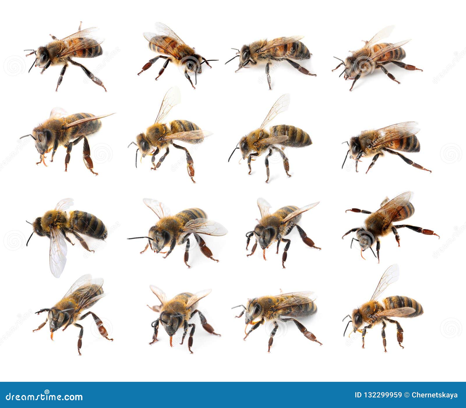 Reeks met honingbijen stock afbeelding. Image of honingbij - 132299959