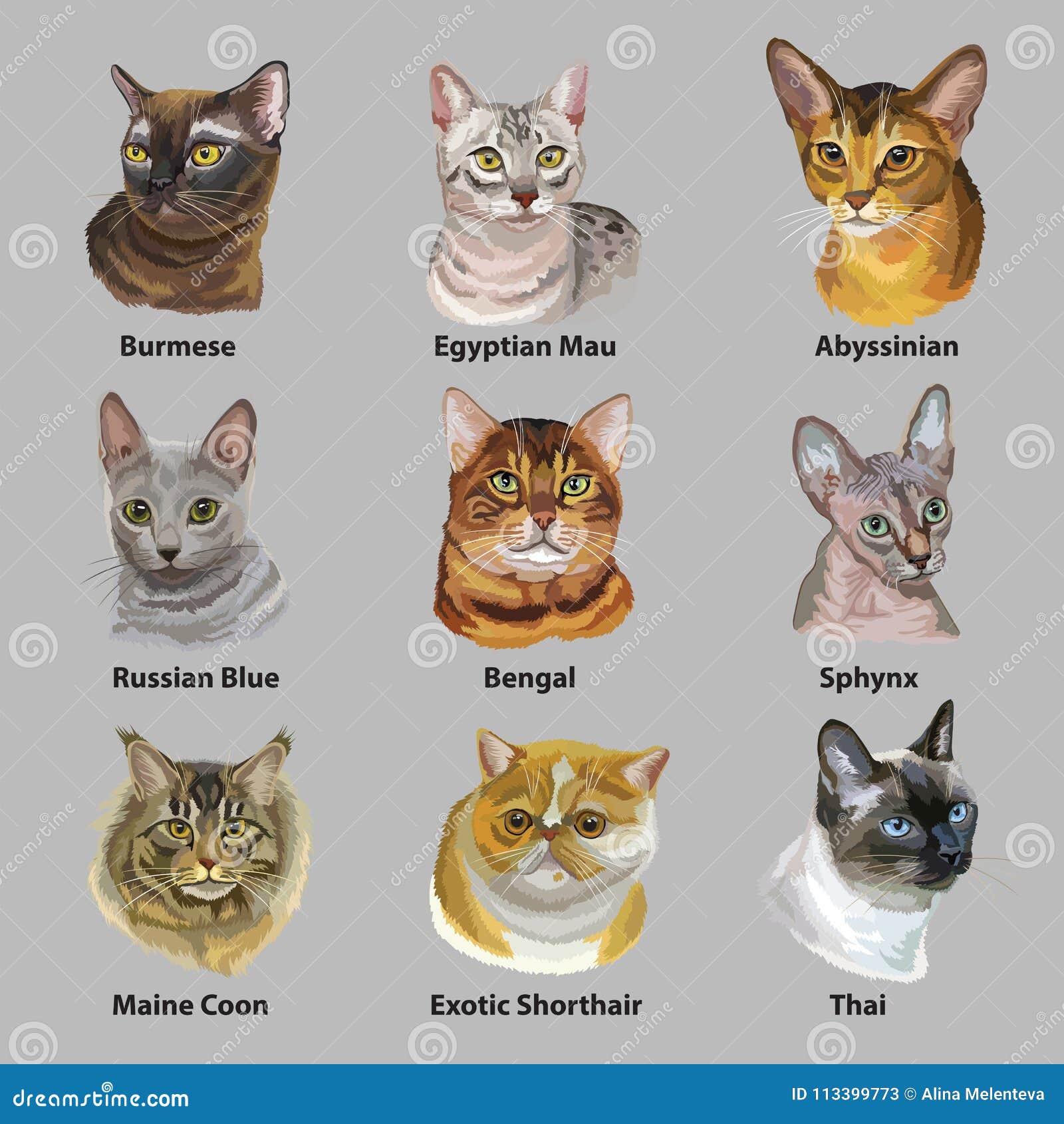 Reeks Portretten Van Kattenrassen Vector Illustratie - Illustration of ...