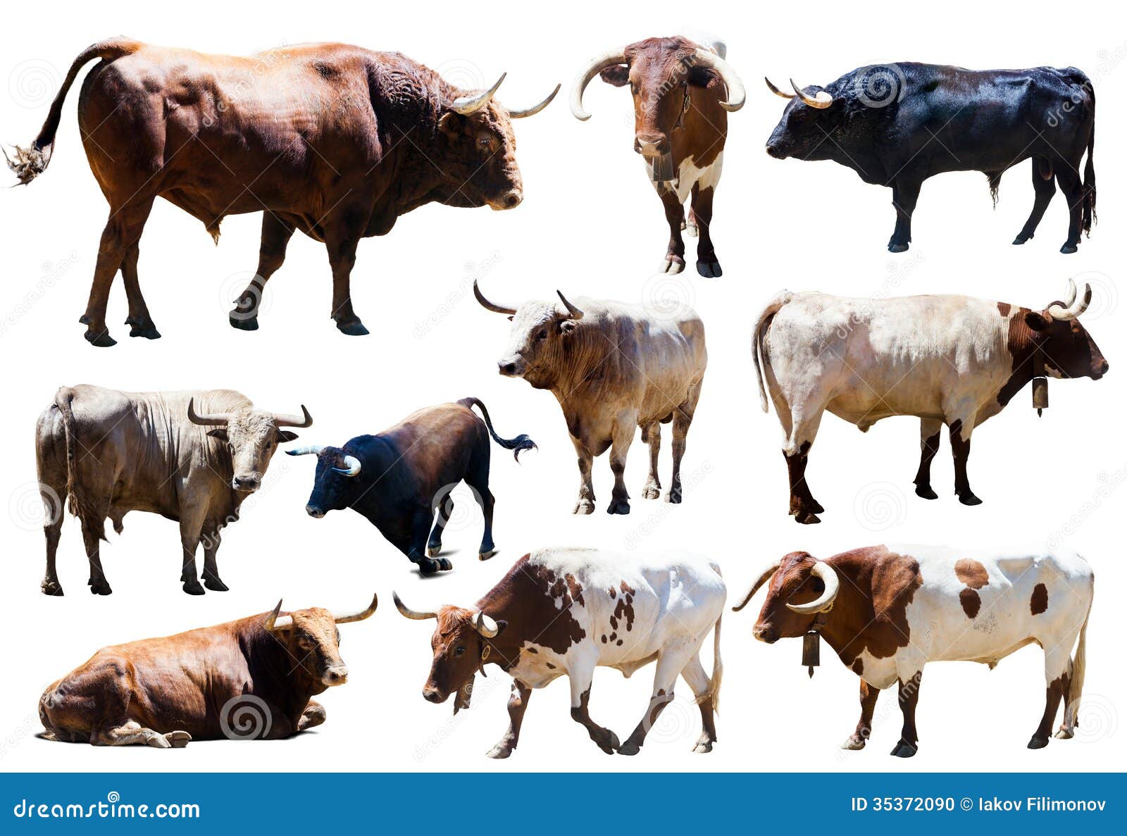 Reeks Stieren. Geïsoleerd Over Wit Stock Foto - Image of groot ...