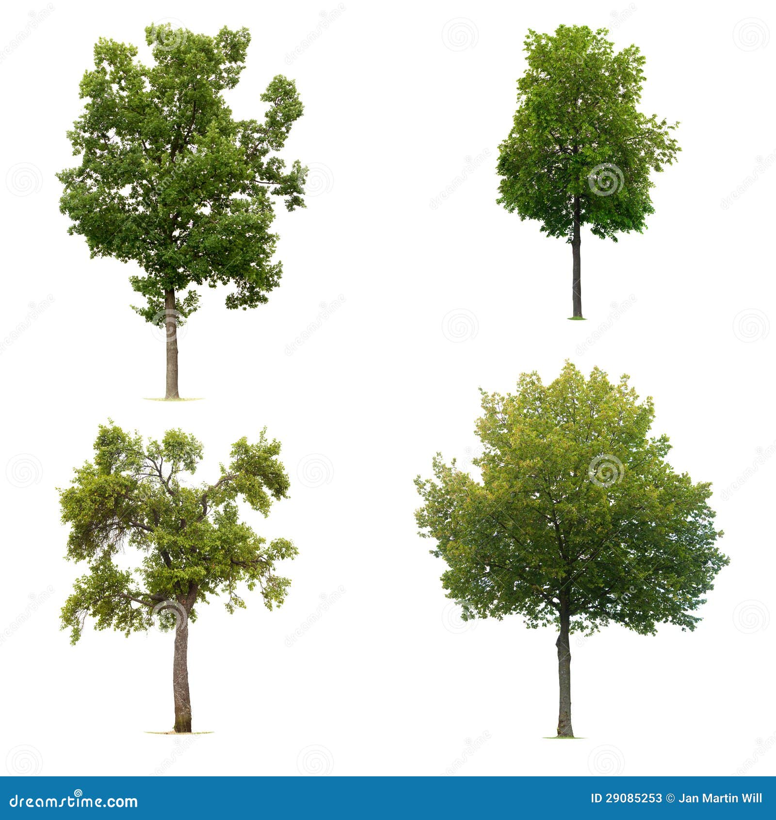 Reeks van blad groene boom stock afbeelding. Image of geïsoleerd - 29085253