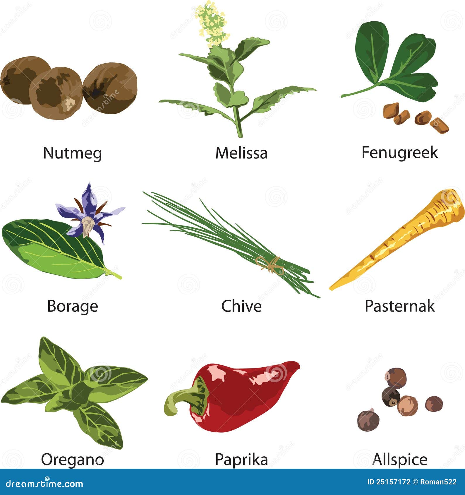 Reeks Verschillende Kruiden Vector Illustratie - Illustration of ...
