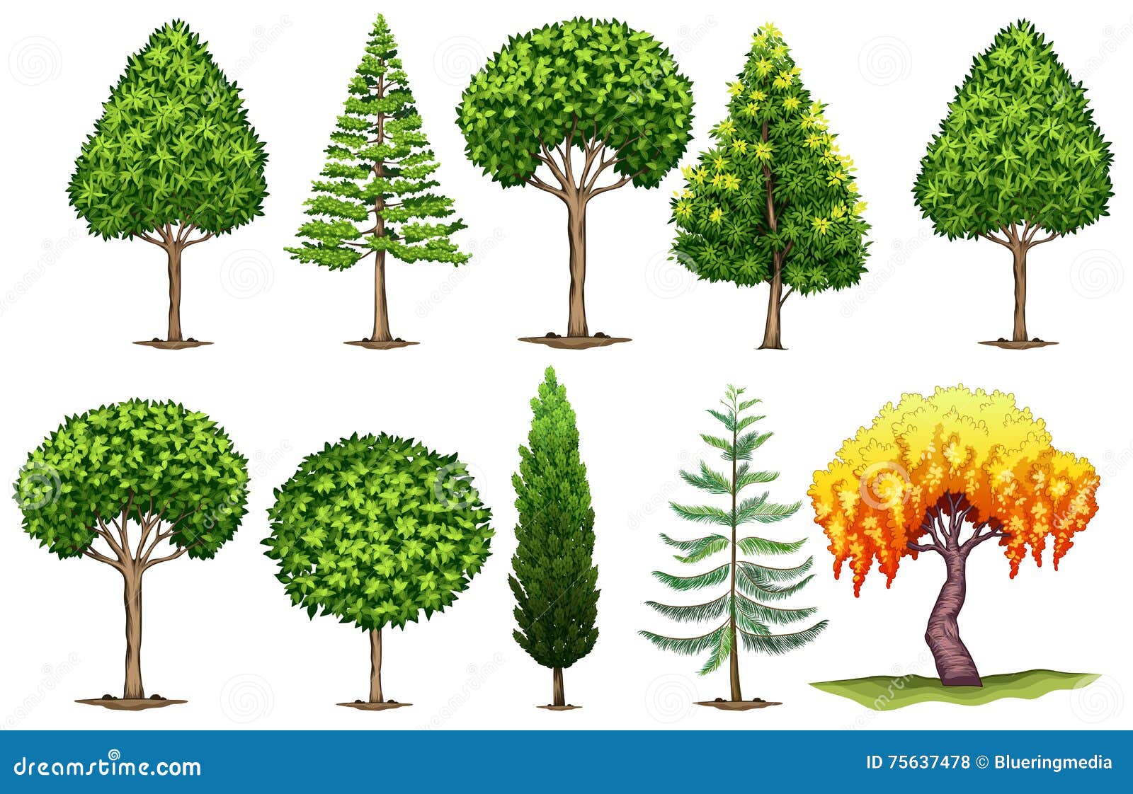 Reeks Verschillende Types Van Bomen Vector Illustratie - Illustration ...