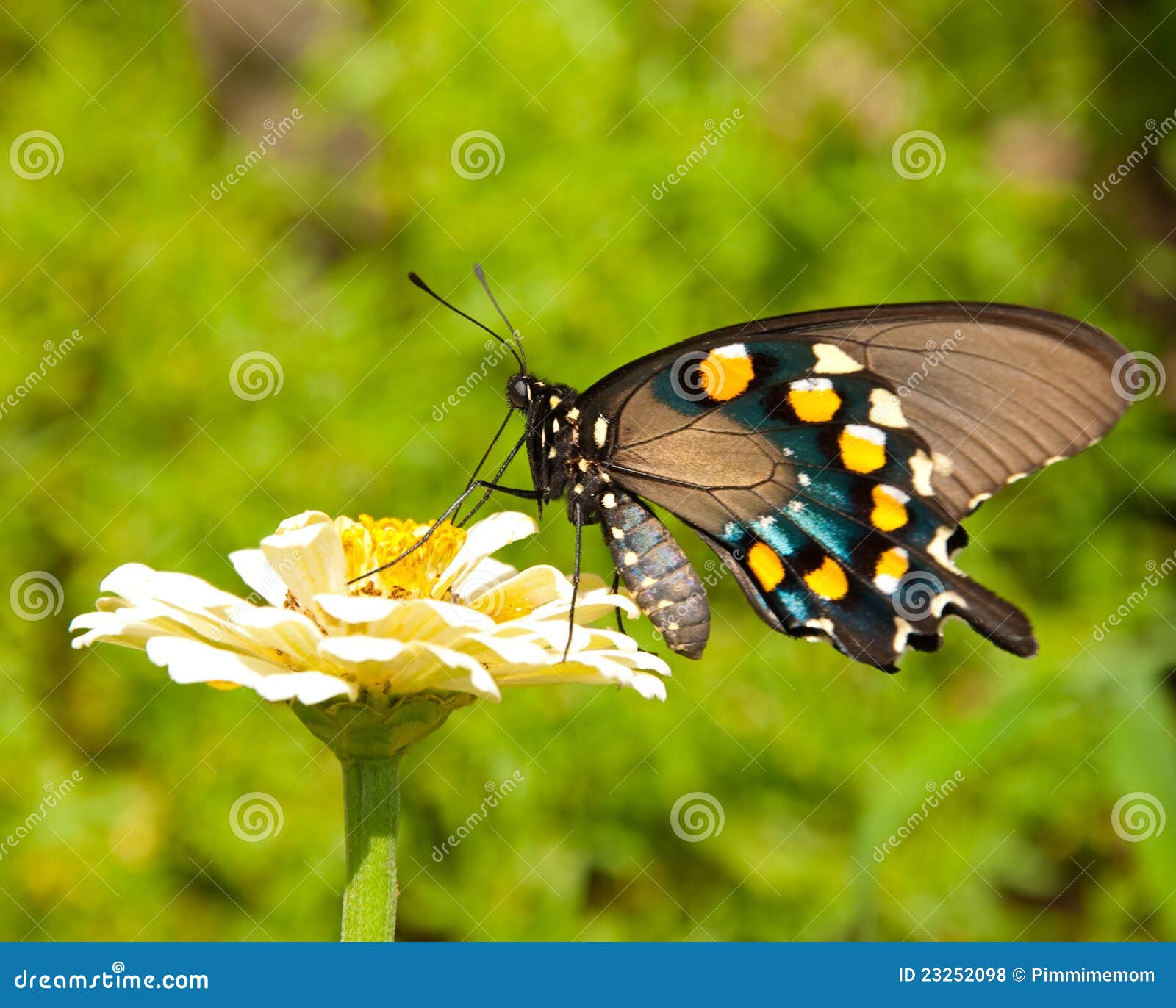 Reen Swallowtail Butterfly stock photo. Image of green - 23252098