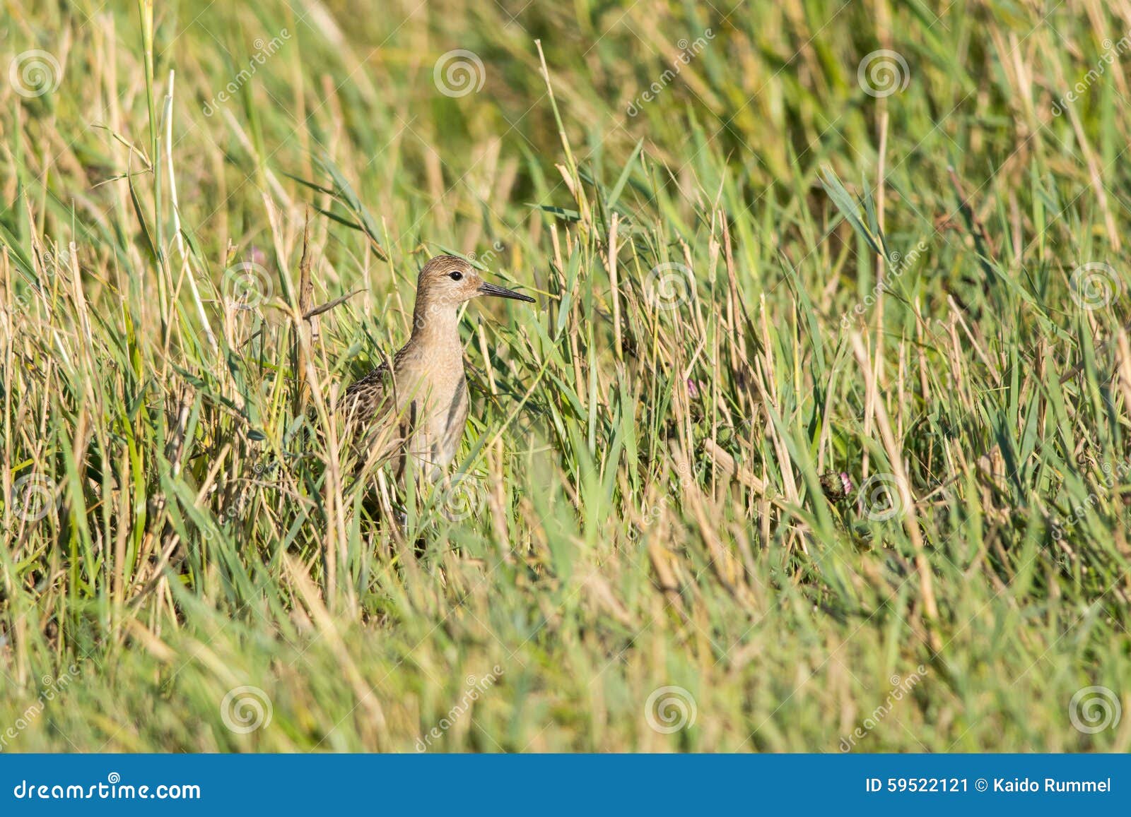 Reeve in grass stock image. Image of nature, looking - 59522121