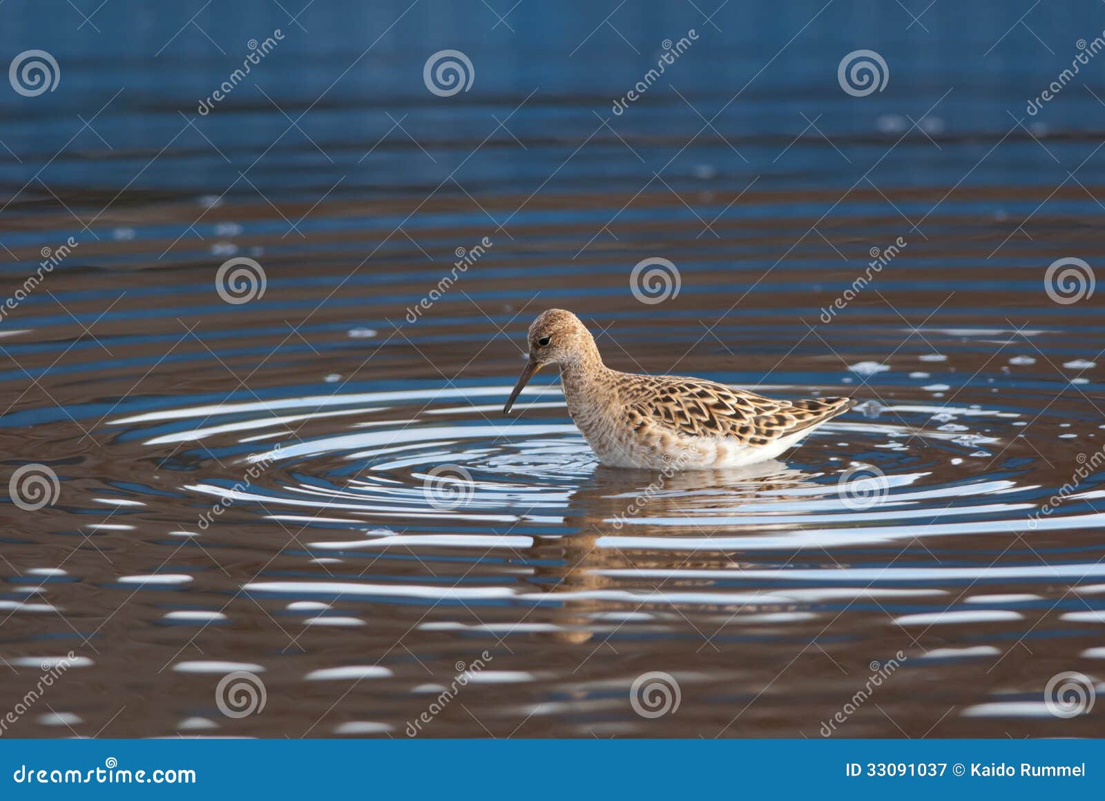Reeve in a pond stock image. Image of closeup, nature - 33091037