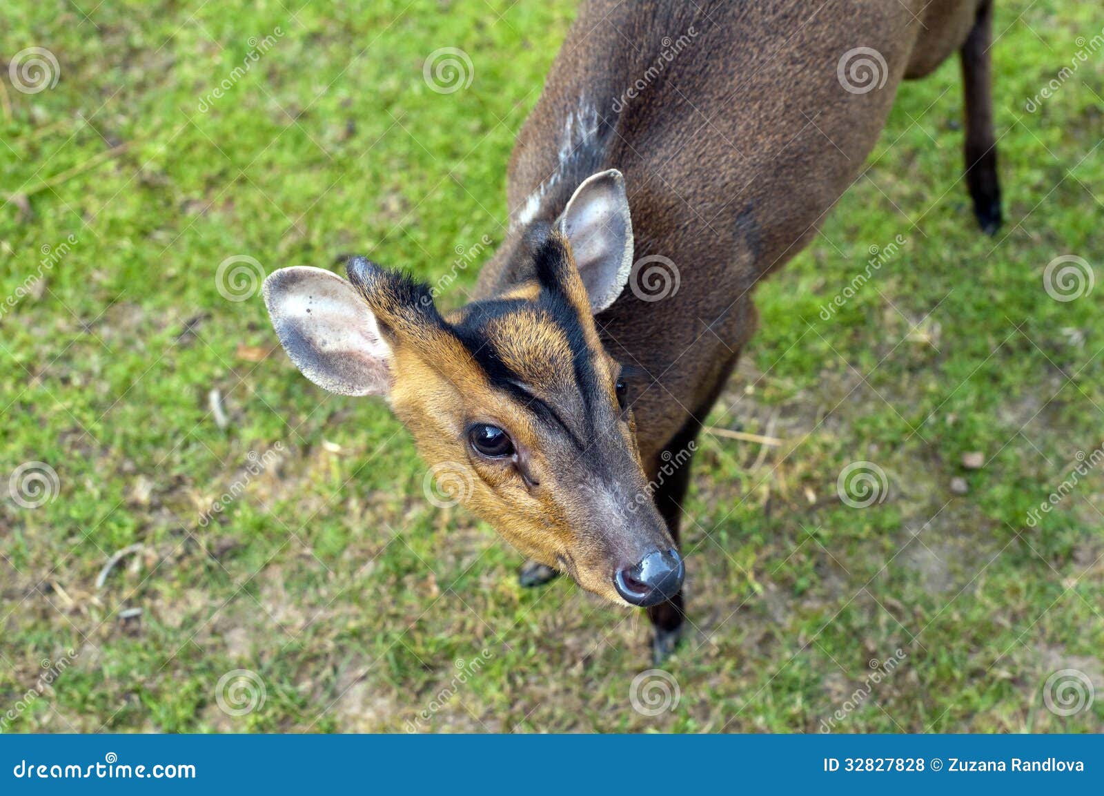 Reeves s muntjac stock photo. Image of striped, barking - 32827828