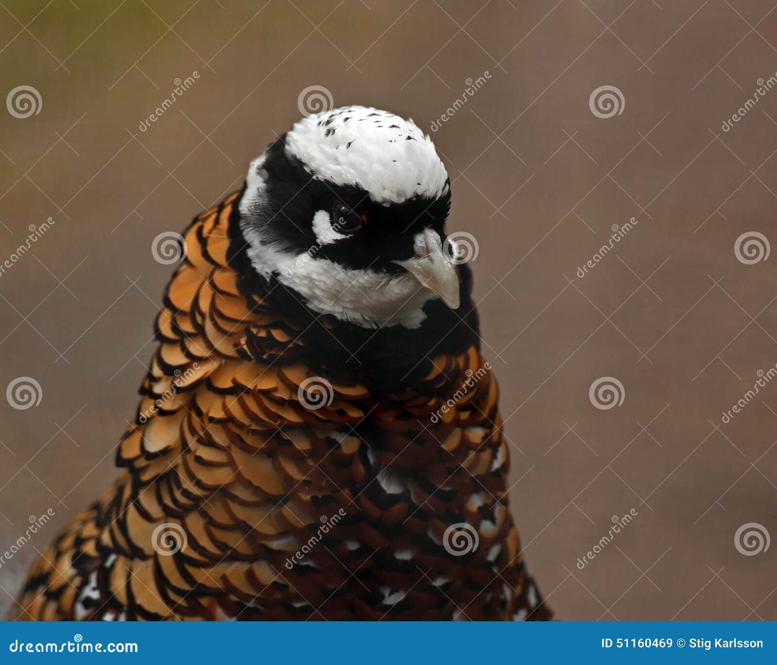 Syrmaticus Reevesii, Royal Pheasant, Gold, Wildlife Bird Stock Photo ...