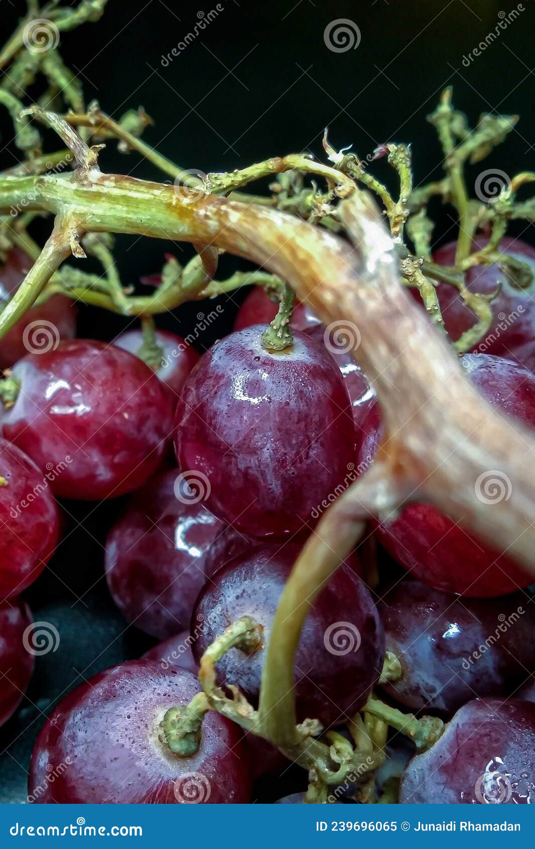 Ref grapes stock image. Image of food, tree, berry, citrus - 239696065