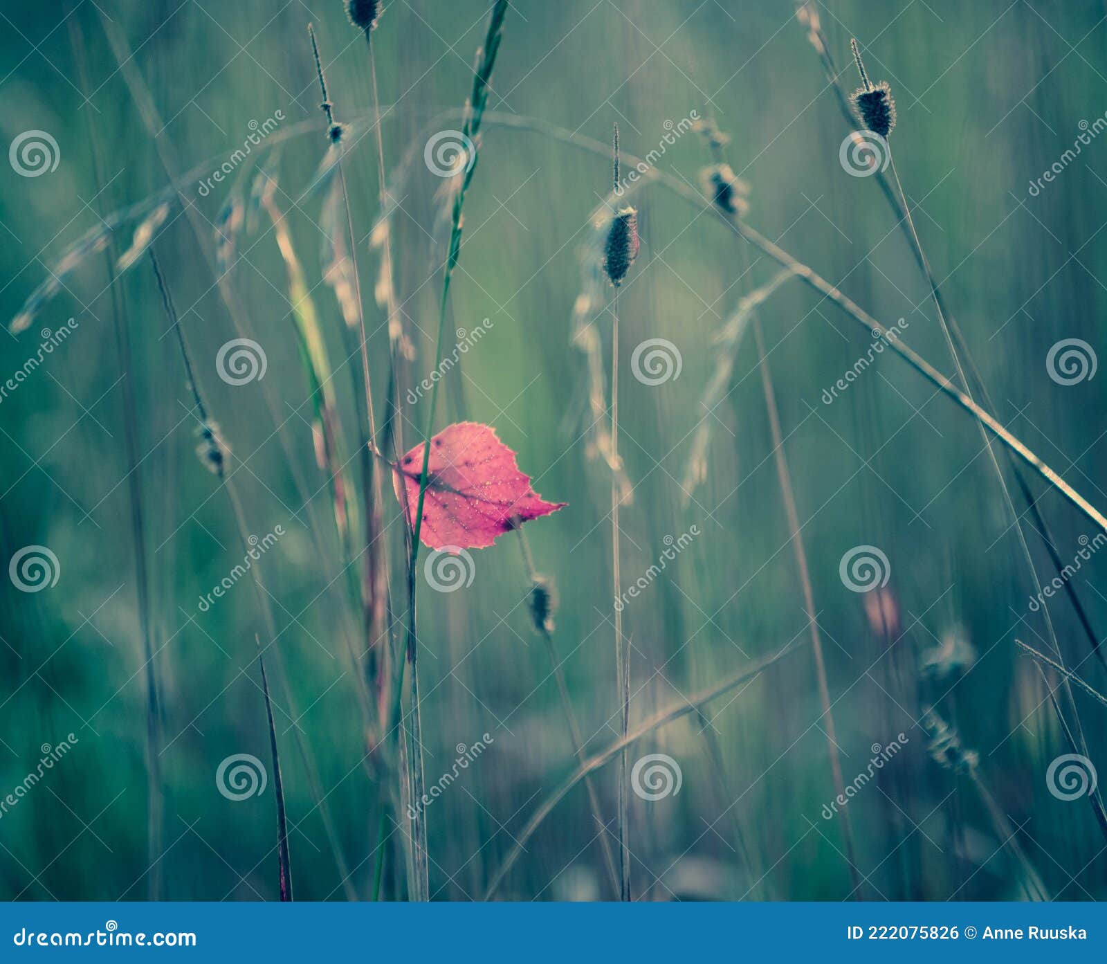 Ref leaf in weeds stock photo. Image of frost, reflection - 222075826