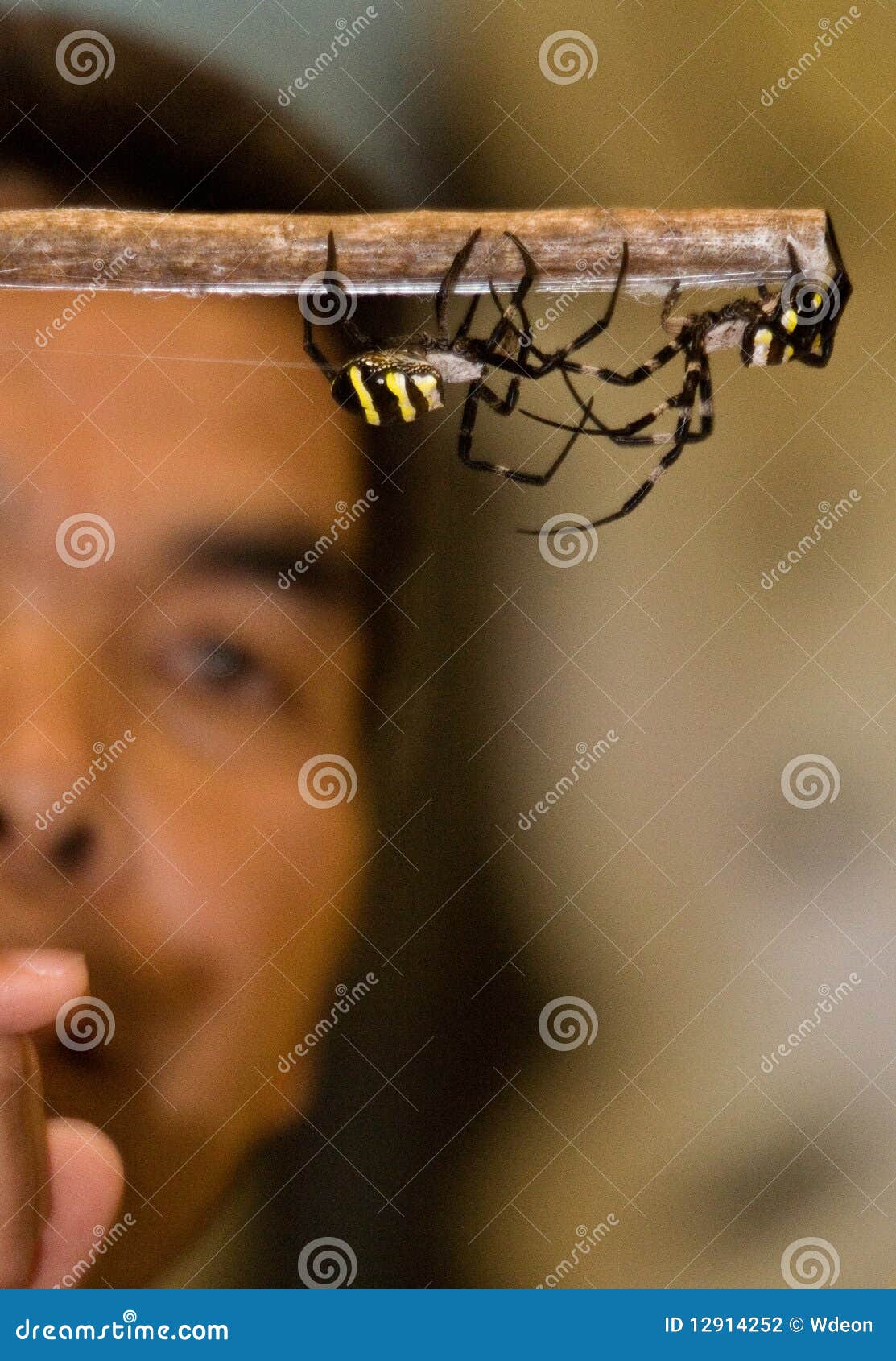 A Referee Watching Two Spiders Fight Editorial Photography - Image of ...