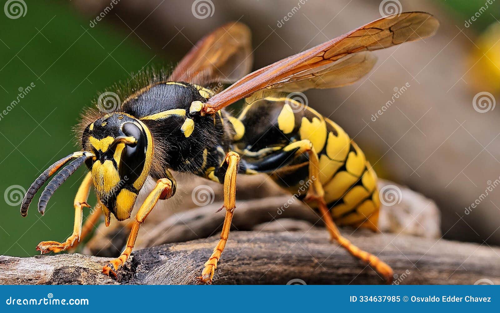 Realistic Insect Close Up AI Generated Illustration Stock Illustration ...