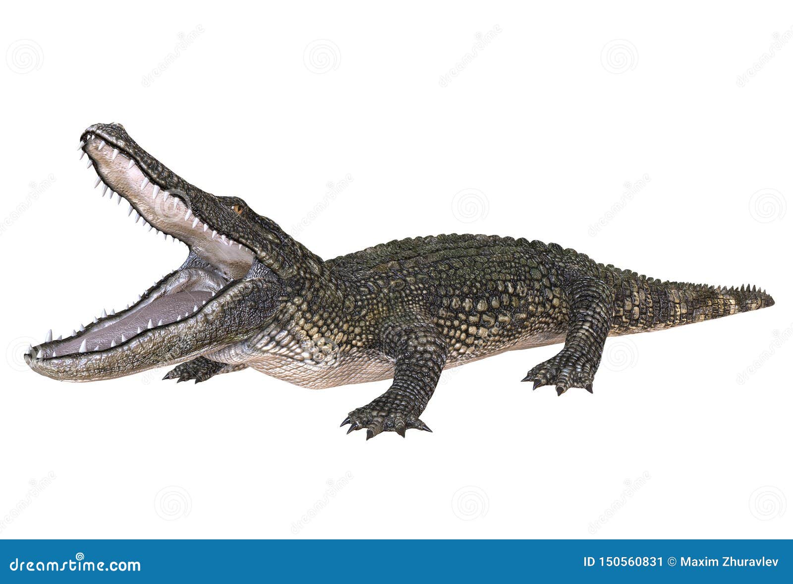 A Reference Image Alligator Isolated on White Background 3d ...