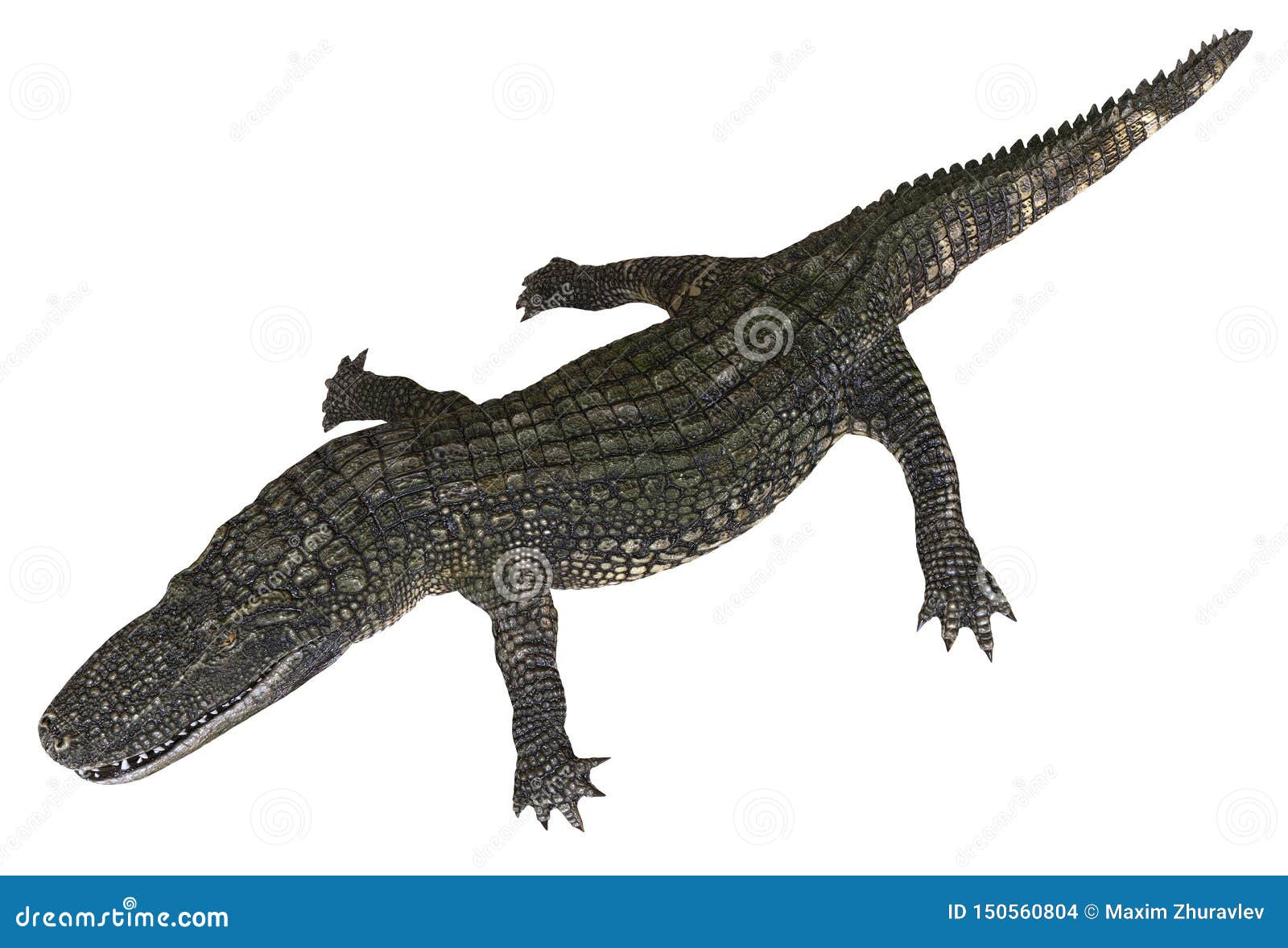 A Reference Image Alligator Isolated on White Background 3d ...