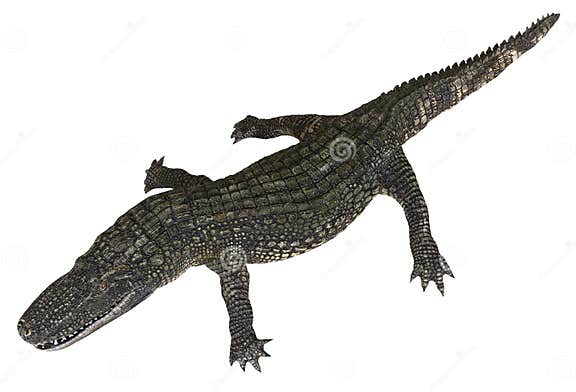 A Reference Image Alligator Isolated on White Background 3d ...