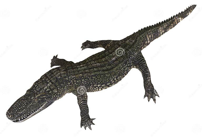 A Reference Image Alligator Isolated on White Background 3d ...