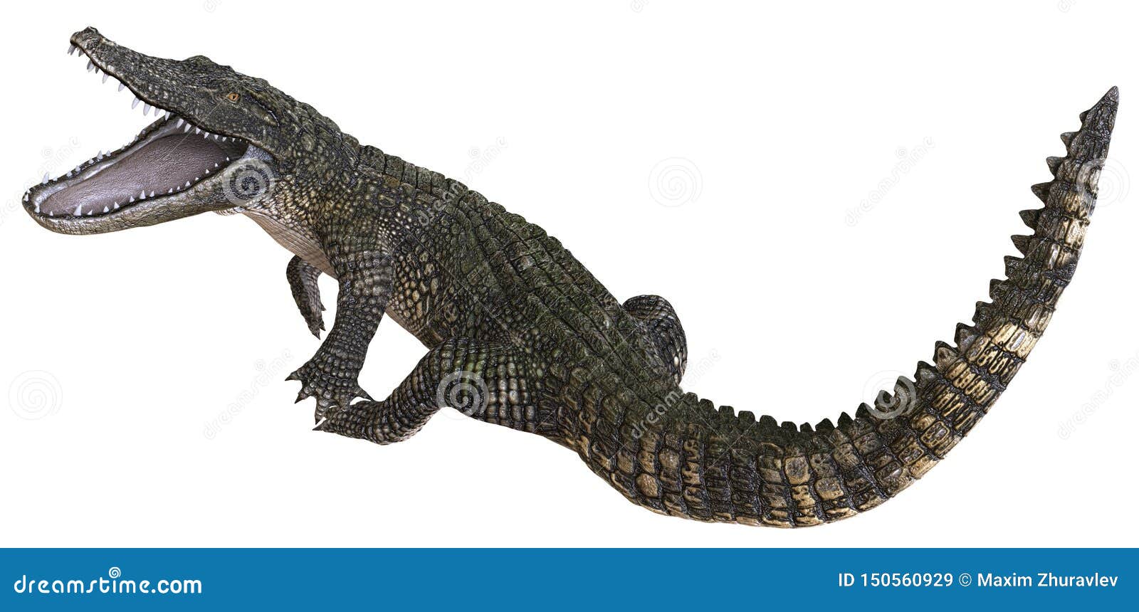 A Reference Image Alligator Isolated on White Background 3d ...